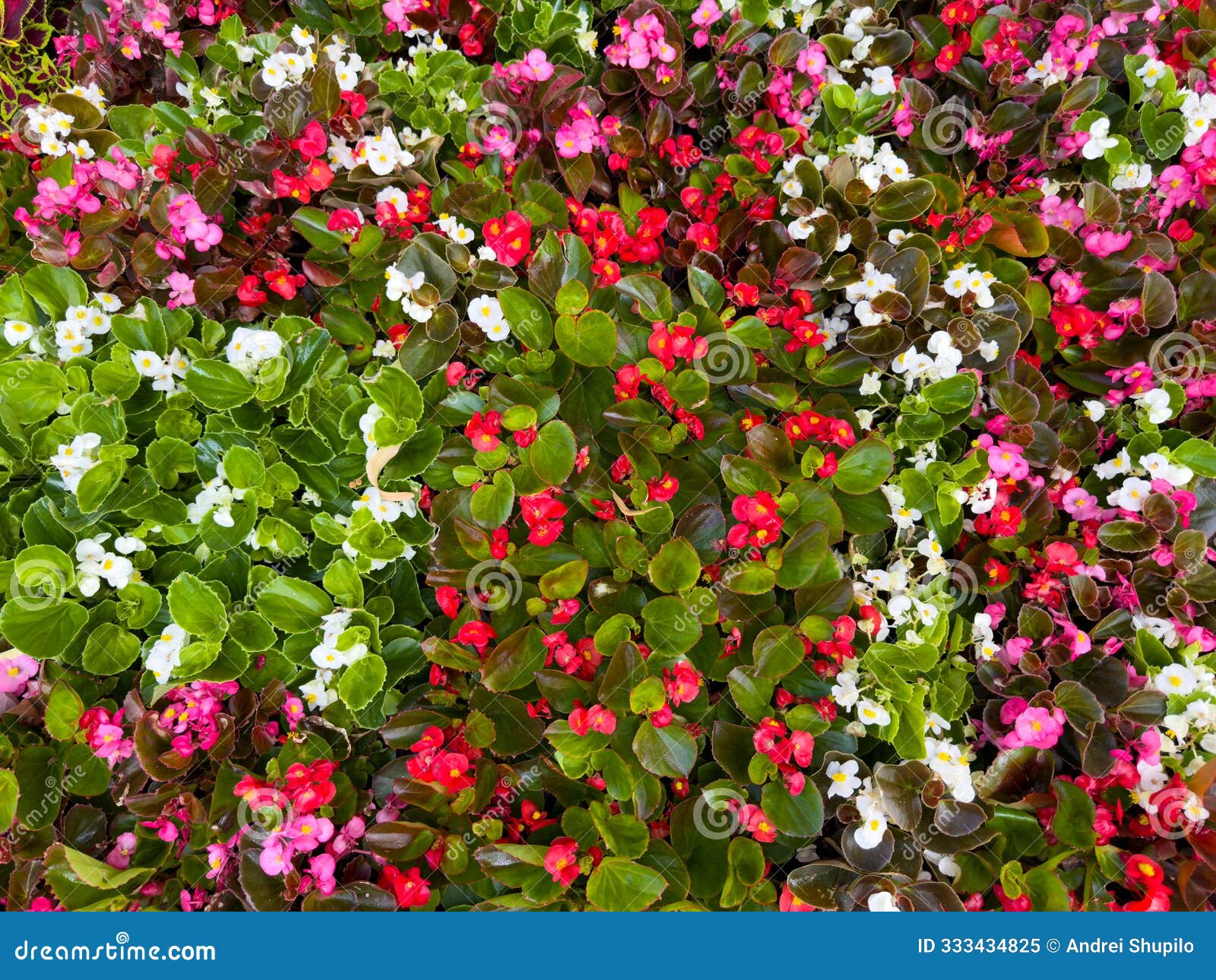 Beautiful Multi-colored Flowers Grow in the Park on the Ground ...