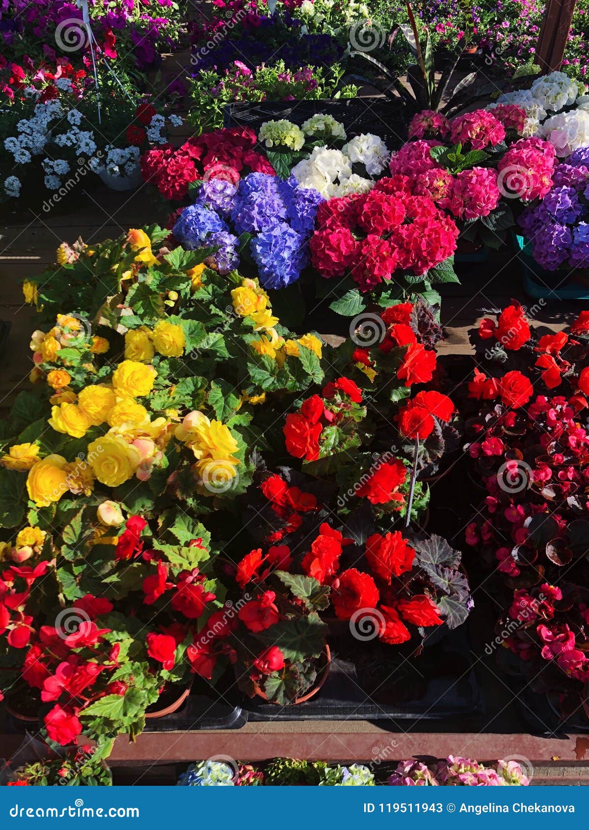 Beautiful Multi Colored Flowers Stock Photos - Download 9,673 Royalty ...