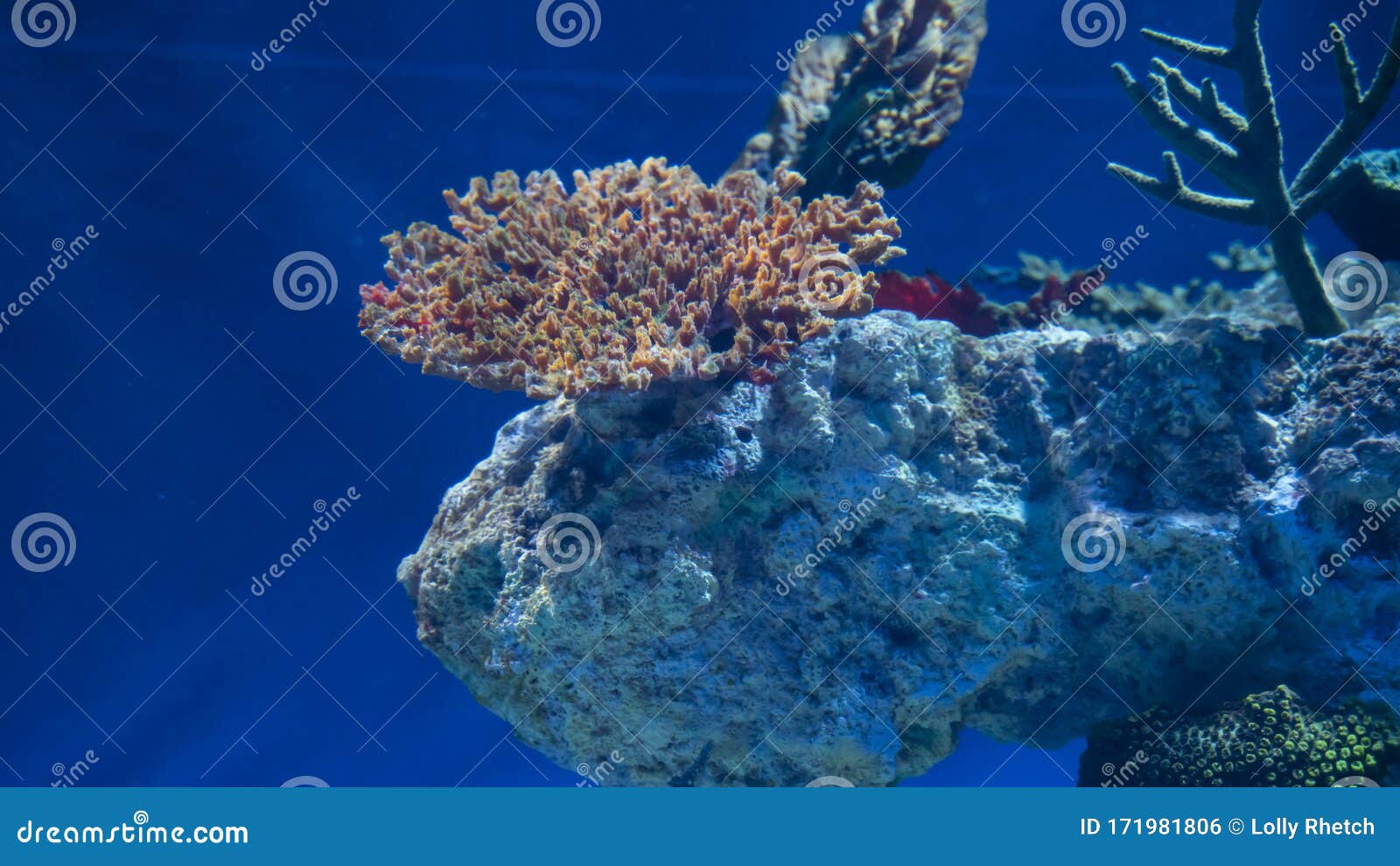 Beautiful Multi-colored Grown Corals Like Tree Undrewater Stock Photo ...