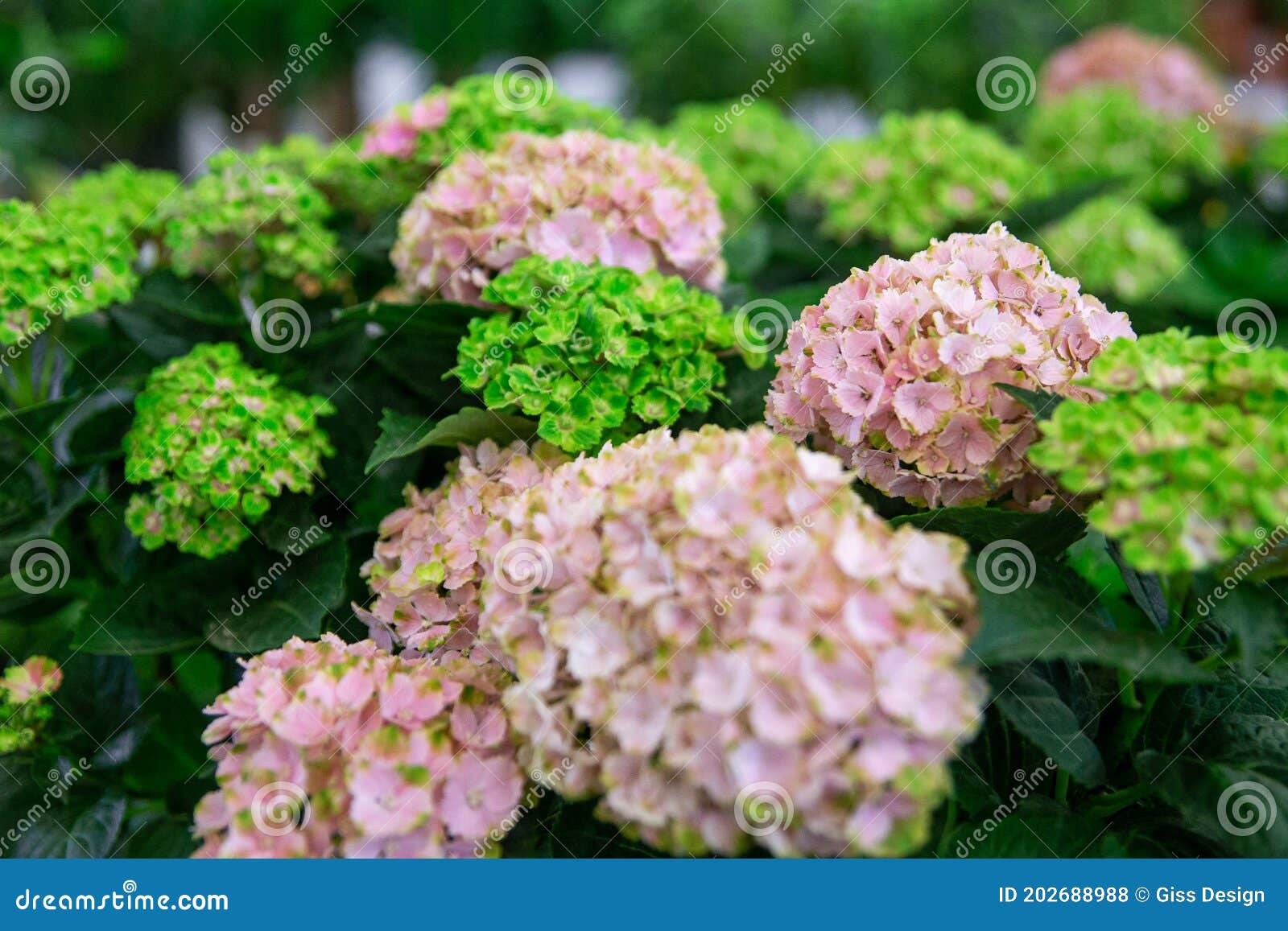 Beautiful Multi-colored Hydrangea Background Stock Photo - Image of ...