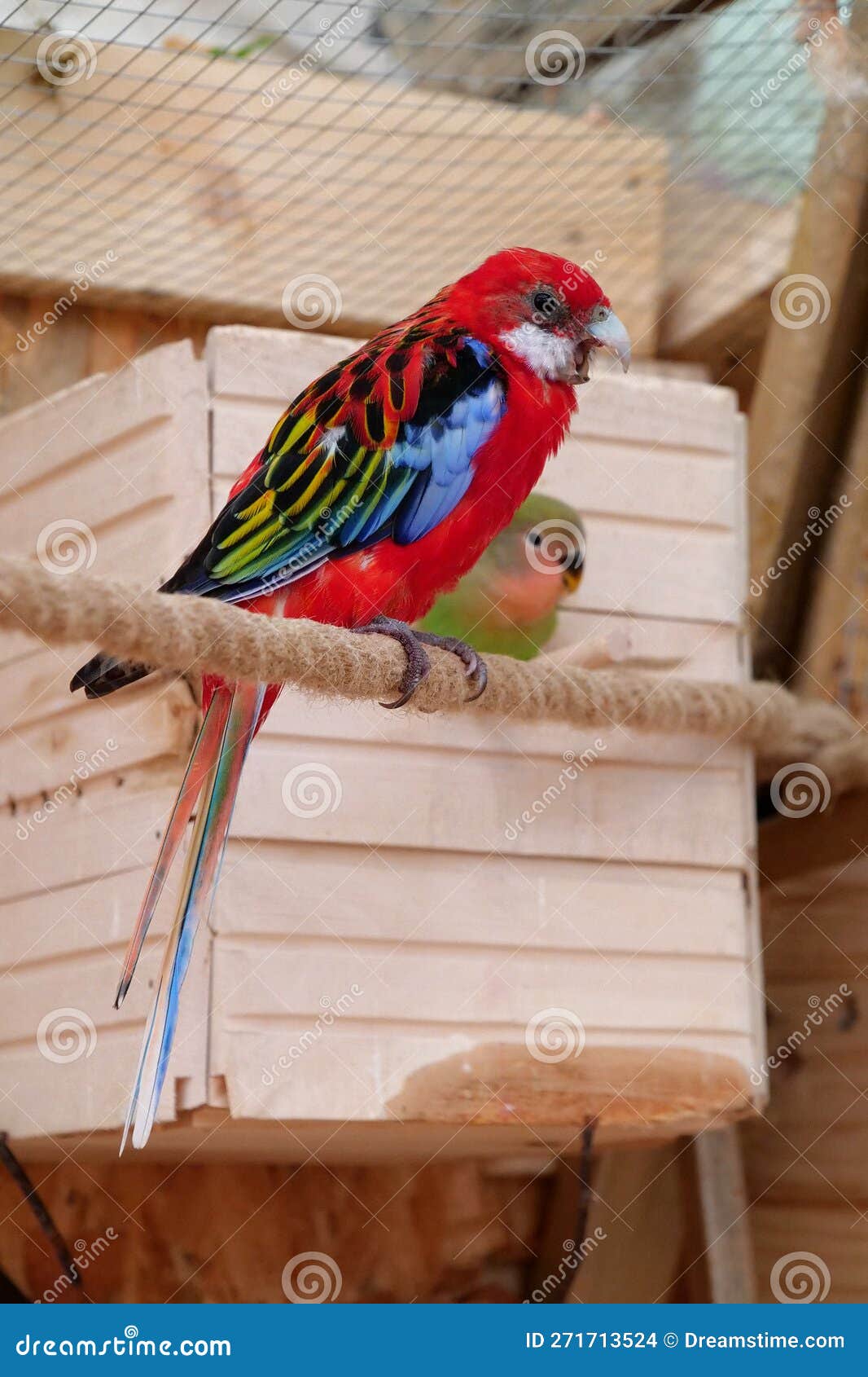 Beautiful Multi-colored Parrot Opened Its Mouth and Screams Stock Photo ...