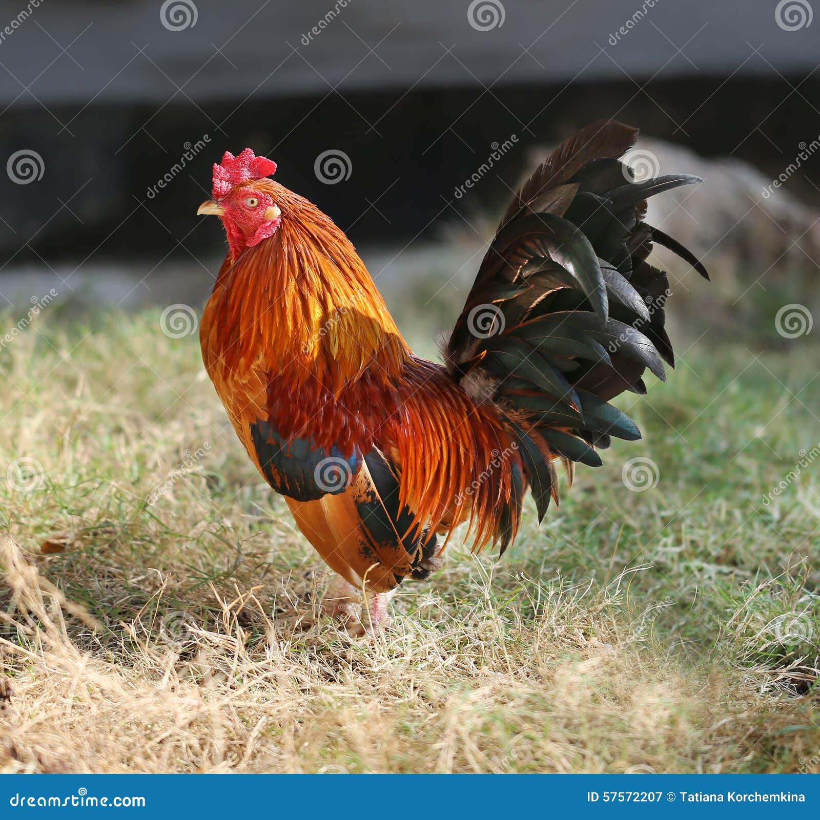 Beautiful Multi-colored Rooster Stock Image - Image of claw, back: 57572207