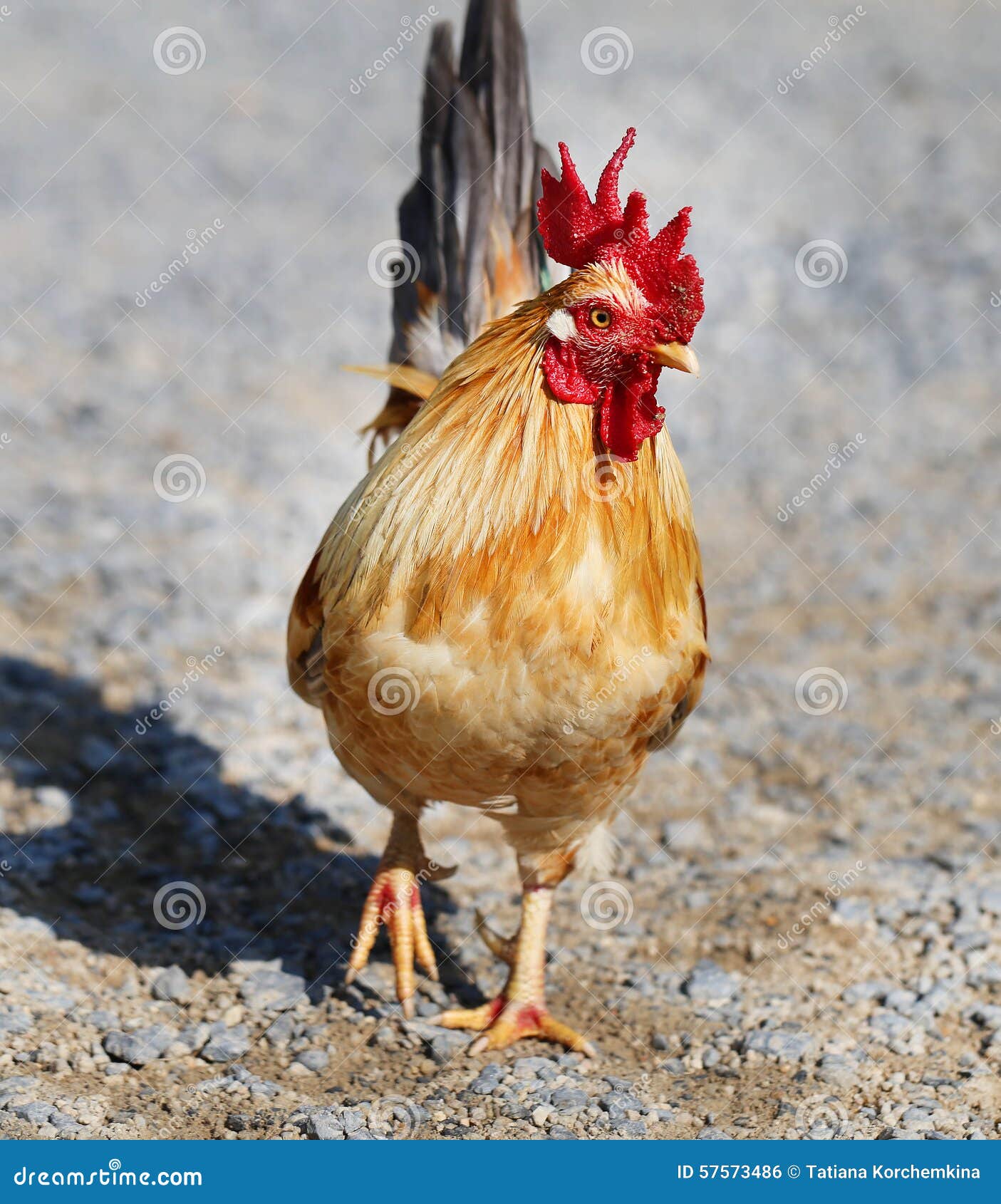 Beautiful Multi-colored Rooster Stock Photo - Image of beauty, life ...