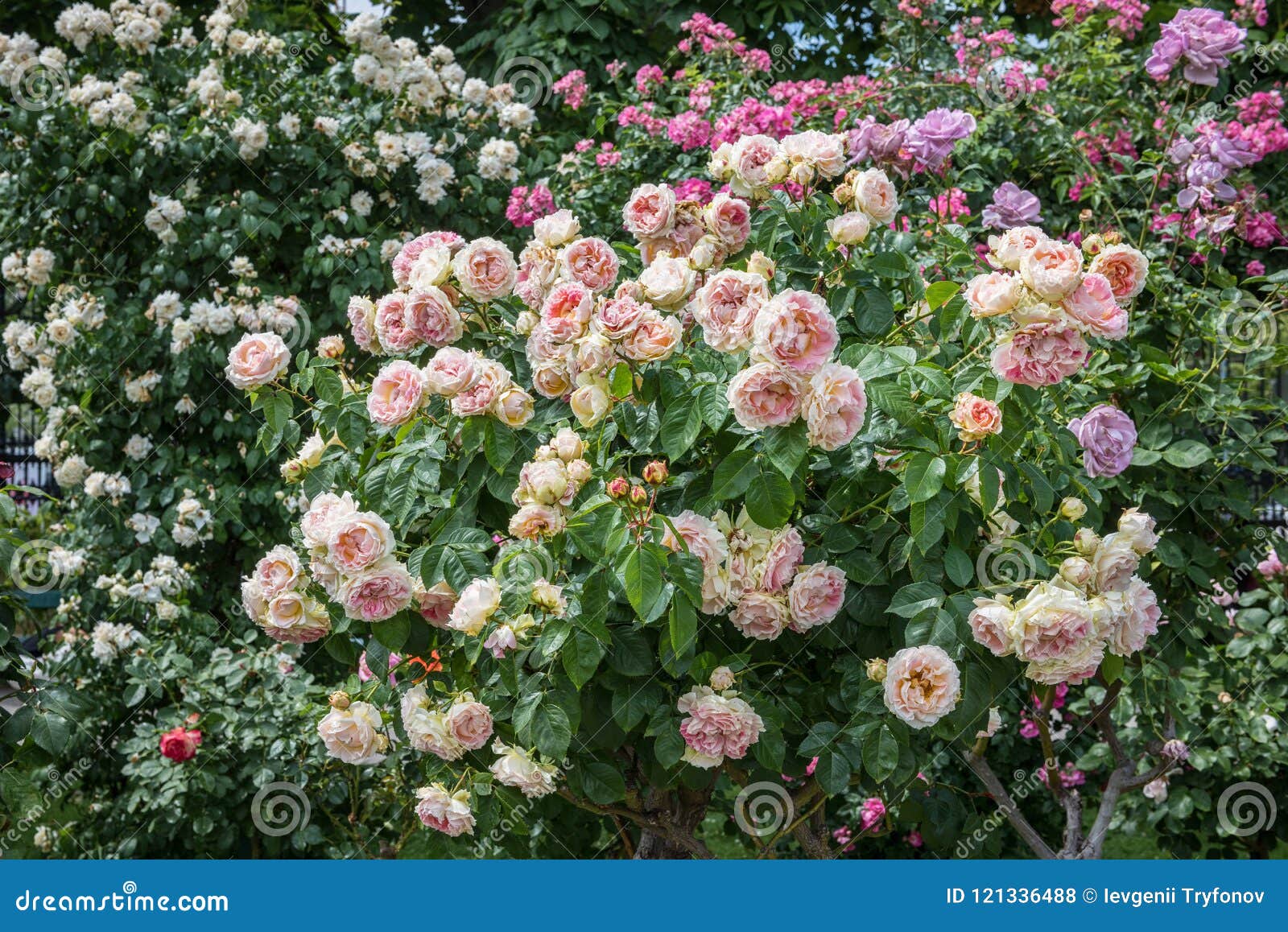 Beautiful Multi-colored Rose Garden in Summer. Stock Photo - Image of ...