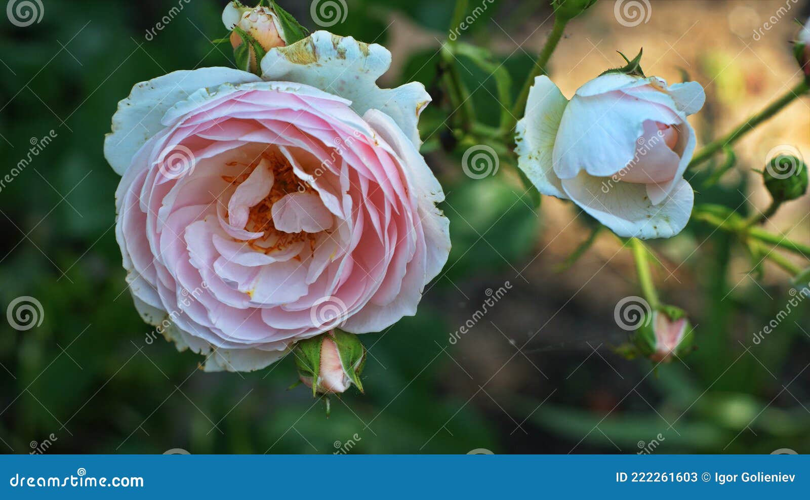 Beautiful Multi Colored Rose Garden in Spring Stock Image - Image of ...