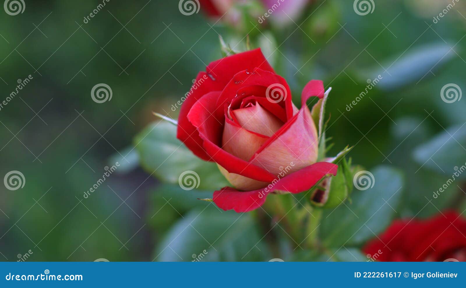 Beautiful Multi Colored Rose Garden in Spring Stock Image - Image of ...