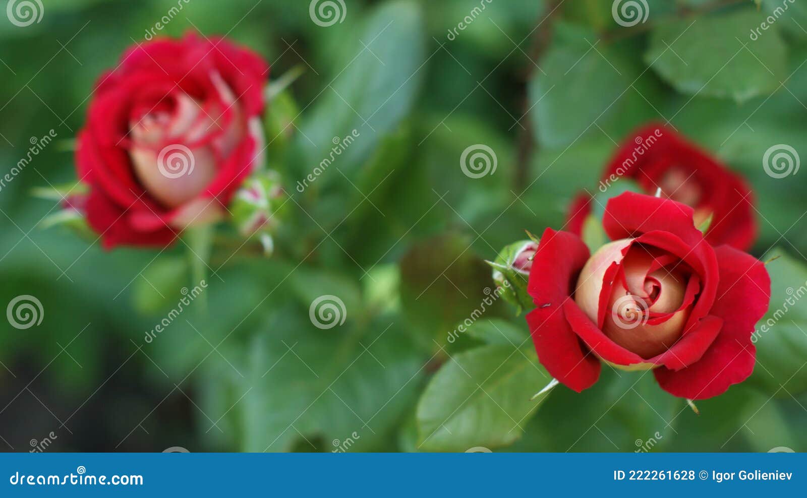 Beautiful Multi Colored Rose Garden in Spring Stock Photo - Image of ...