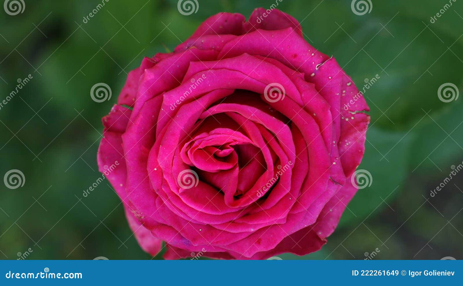 Beautiful Multi Colored Rose Garden in Spring Stock Image - Image of ...