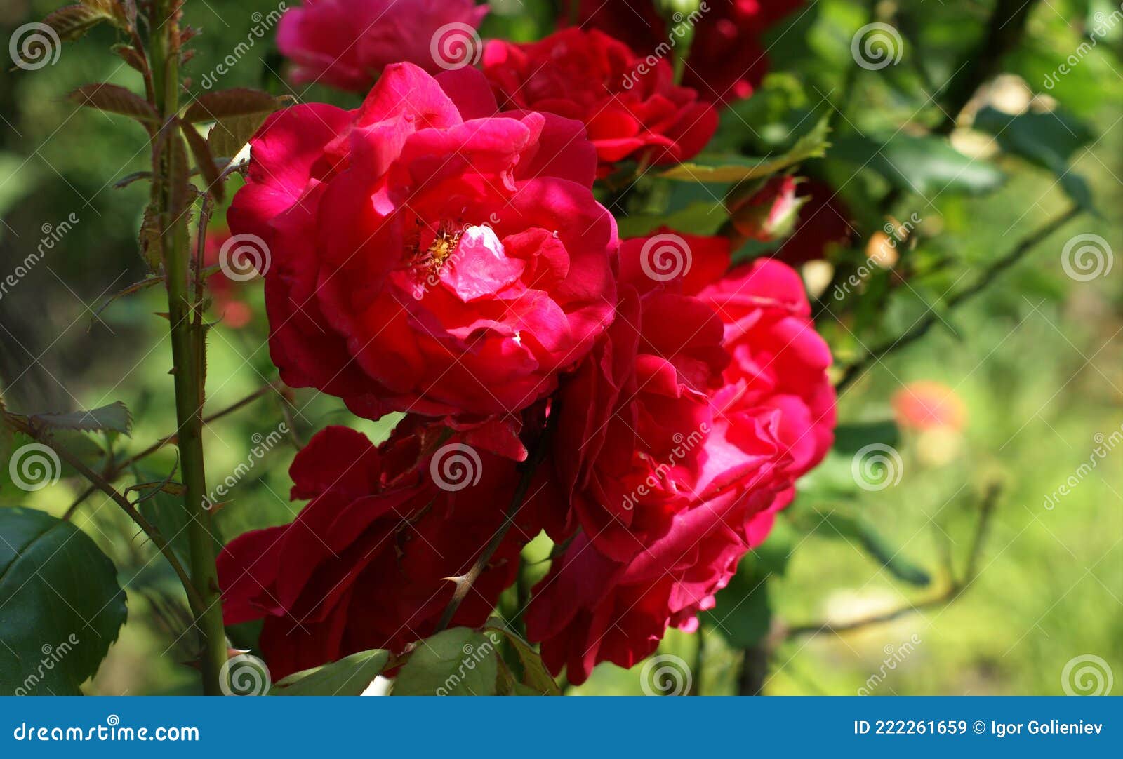 Beautiful Multi Colored Rose Garden in Spring Stock Image - Image of ...