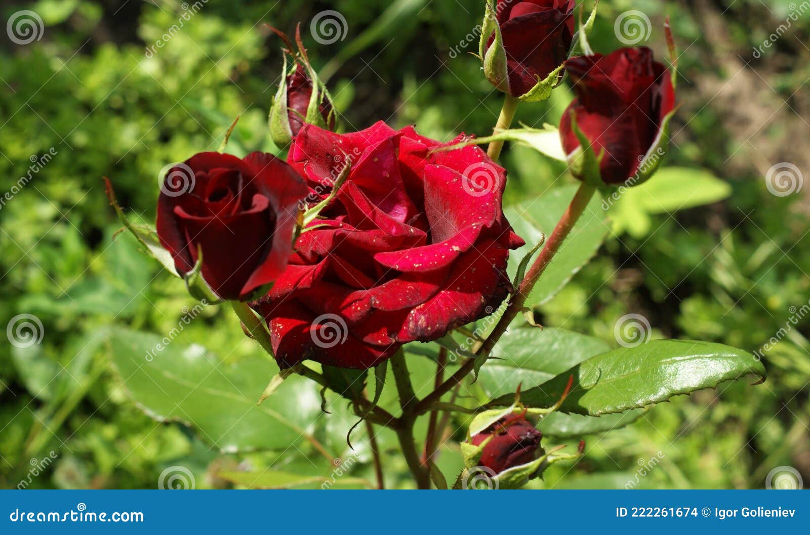 Beautiful Multi Colored Rose Garden in Spring Stock Photo - Image of ...