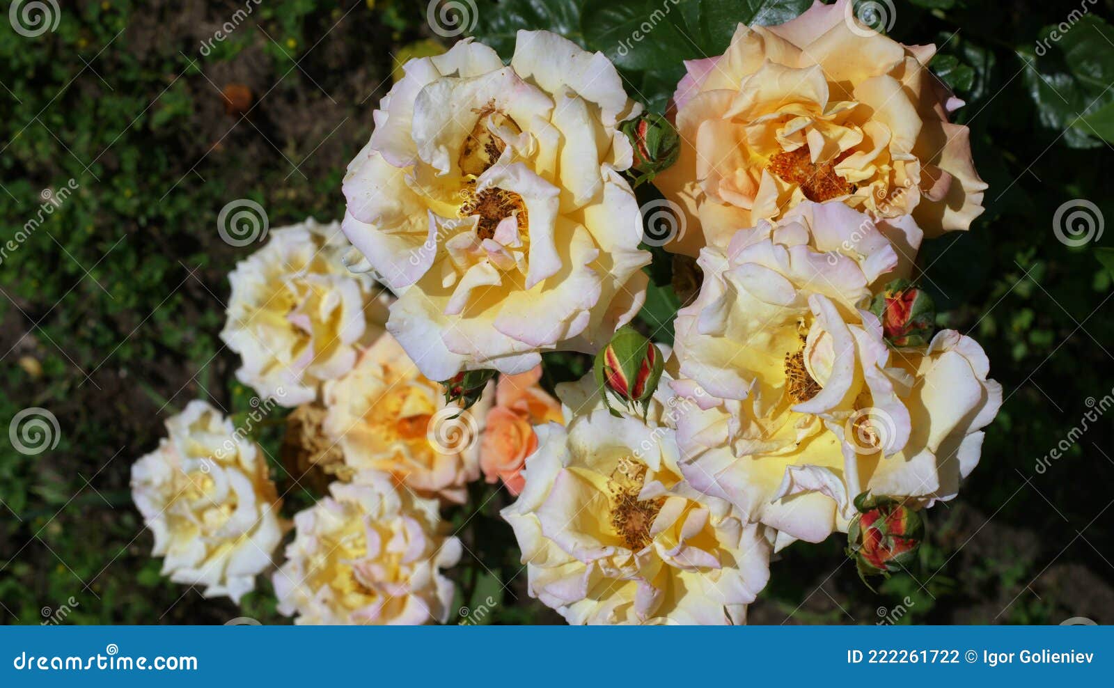 Beautiful Multi Colored Rose Garden in Spring Stock Photo - Image of ...