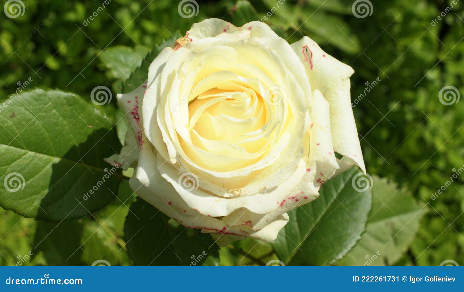 Beautiful Multi Colored Rose Garden in Spring Stock Image - Image of ...