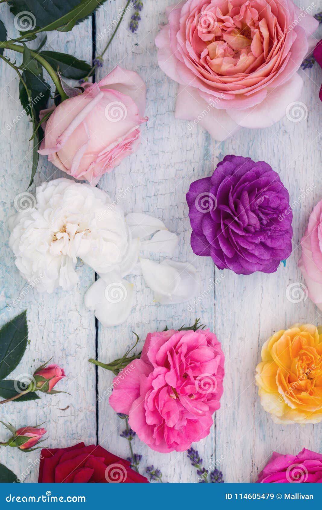 Beautiful Multi-colored Roses Stock Image - Image of leaf, holiday ...