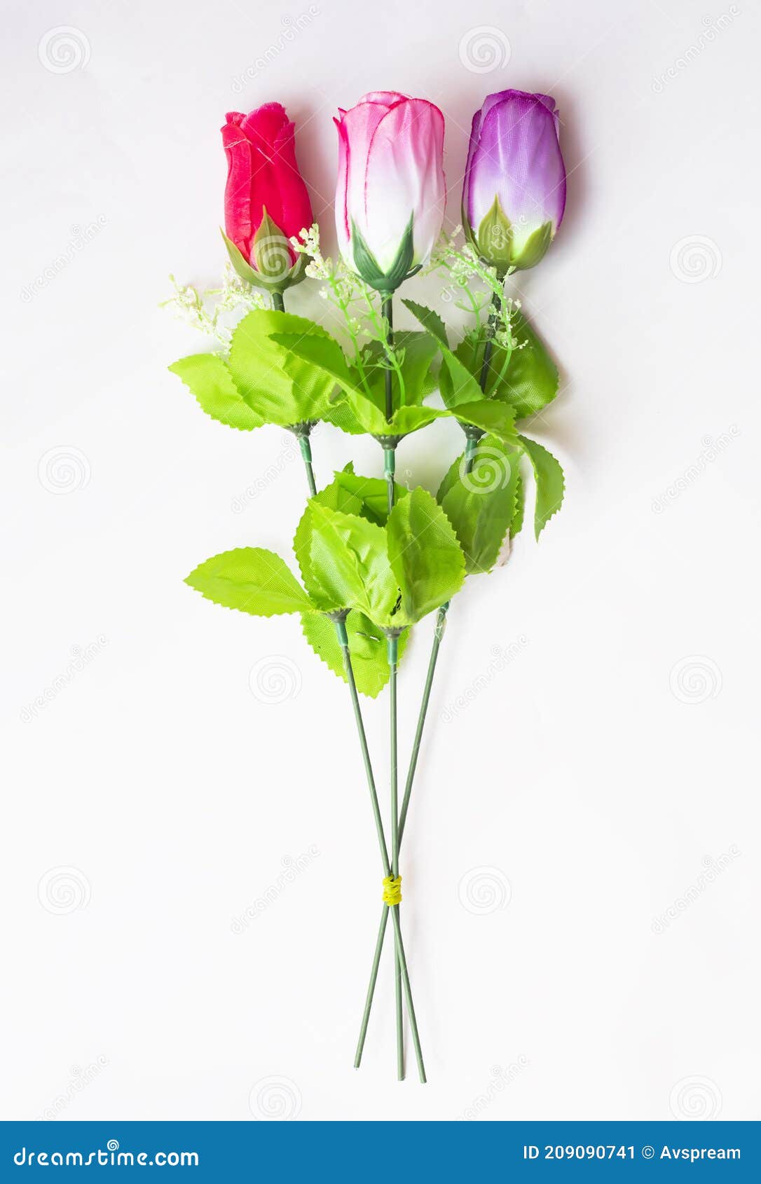 Beautiful Multi-colored Roses on a White Background Stock Image - Image ...