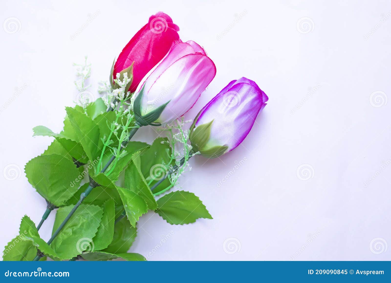 Beautiful Multi-colored Roses on a White Background Stock Image - Image ...