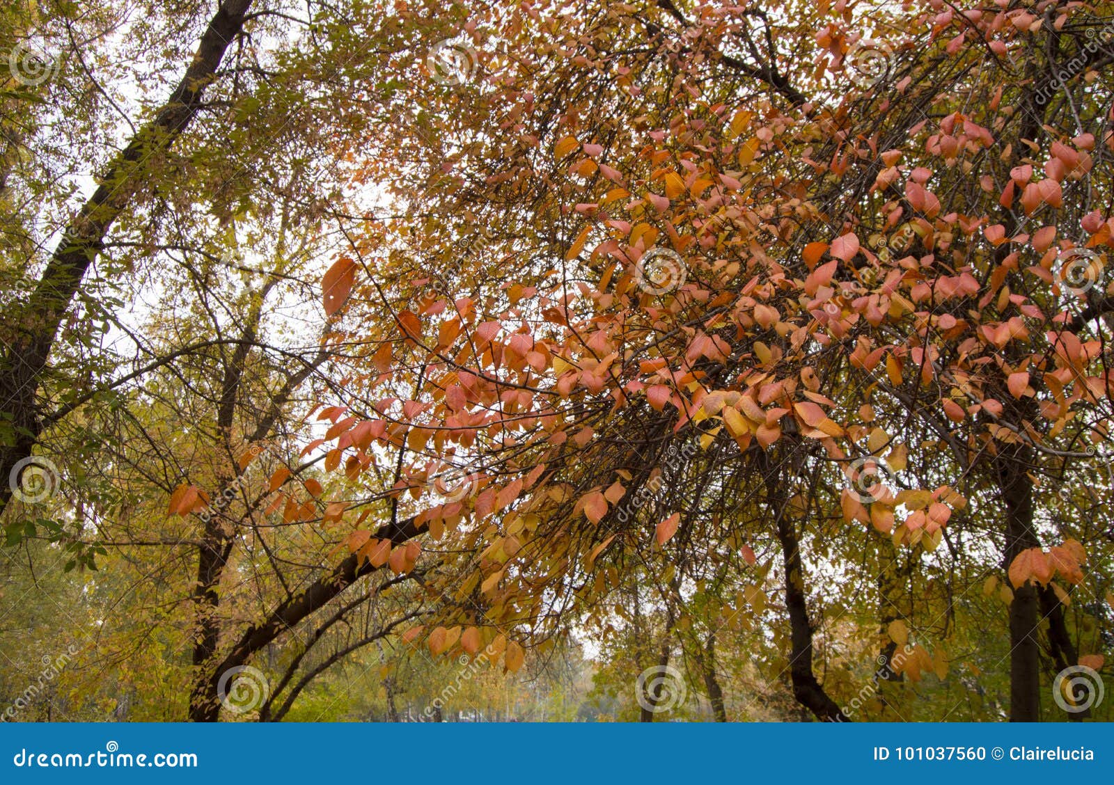 Beautiful Multi-colored Trees and the Background in the City Autumn ...