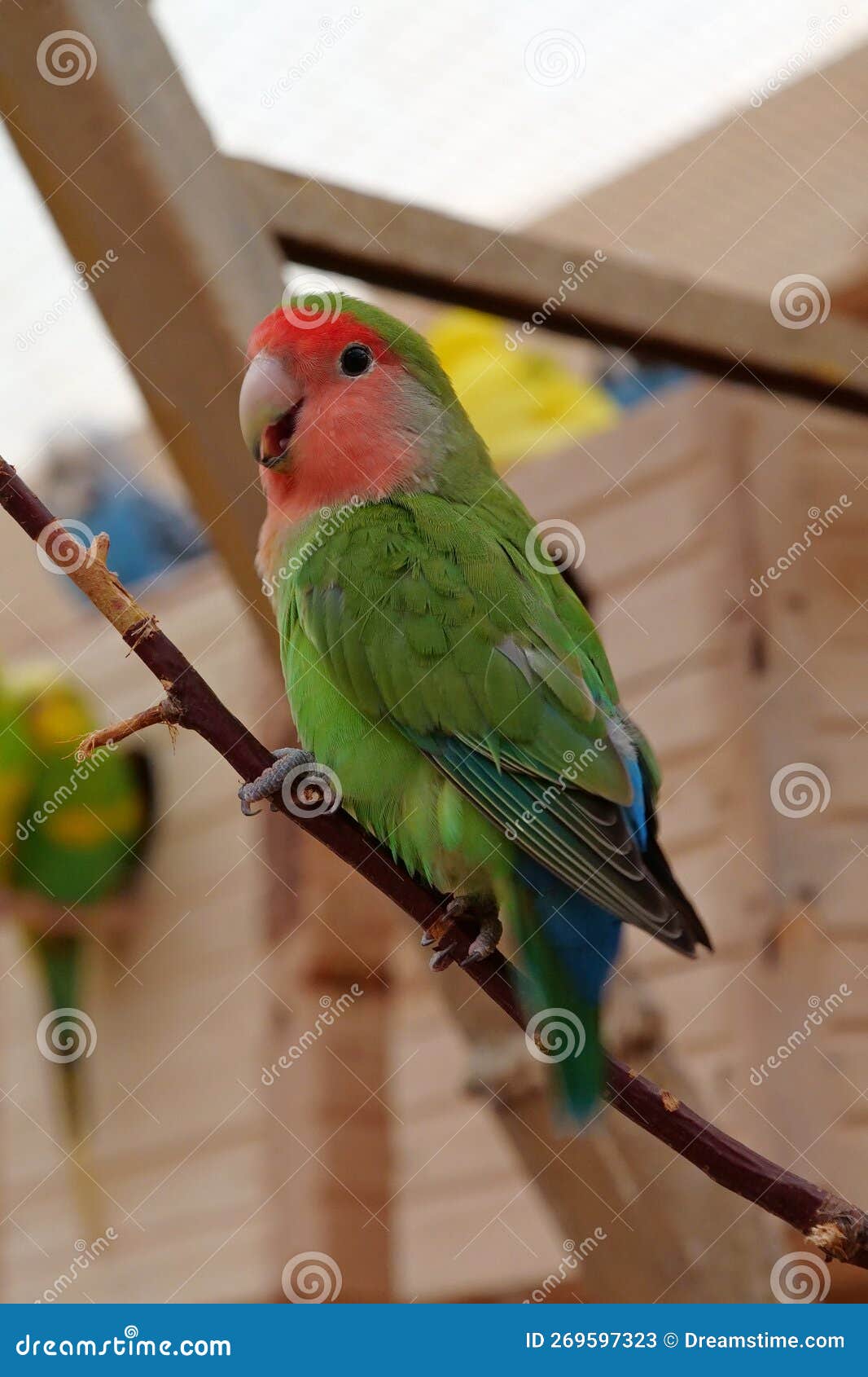Beautiful Multi Coloured Parrot Sits on a Branch in an Aviary Stock ...