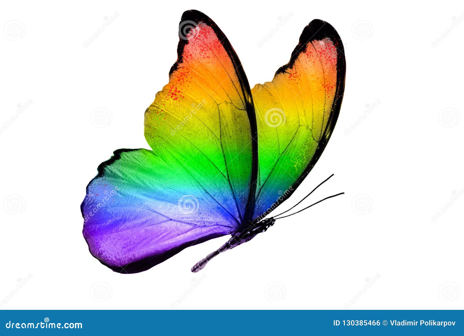 Beautiful Multicolor Butterfly Isolated on White Background Stock Photo ...