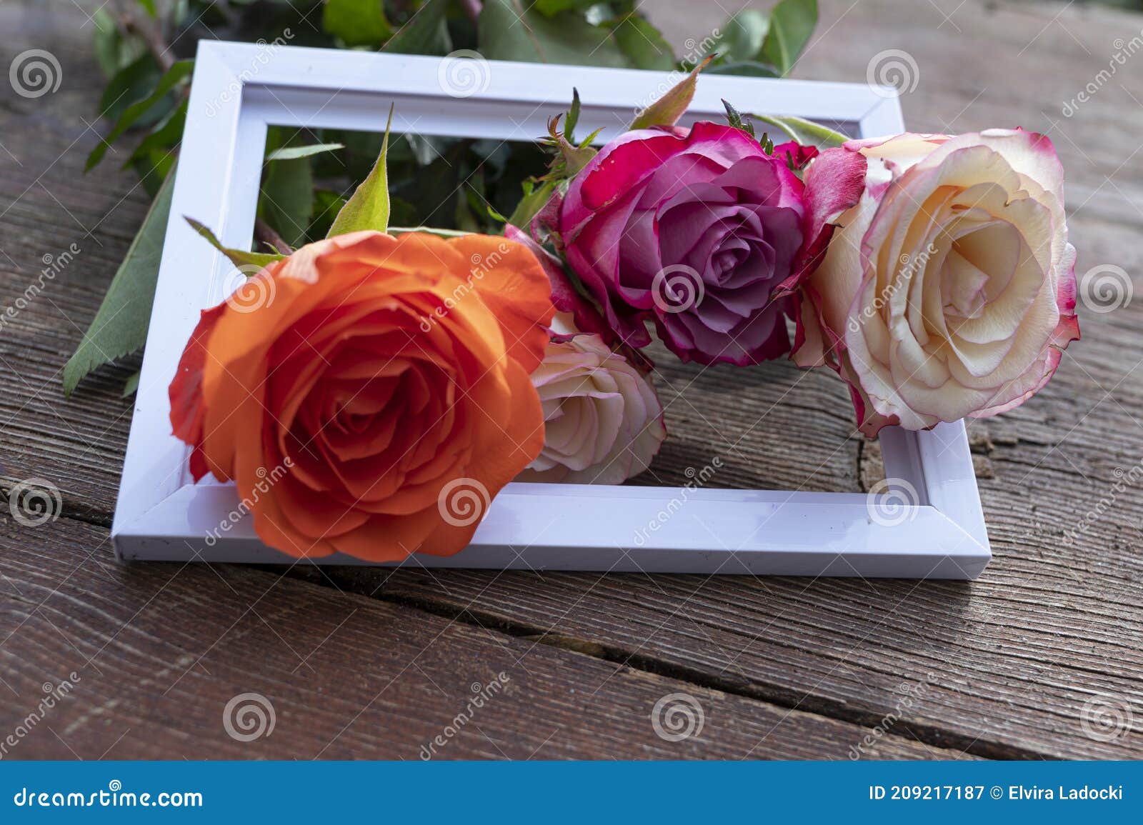The Beautiful Multicolor Roses in a Frame Stock Image - Image of ...