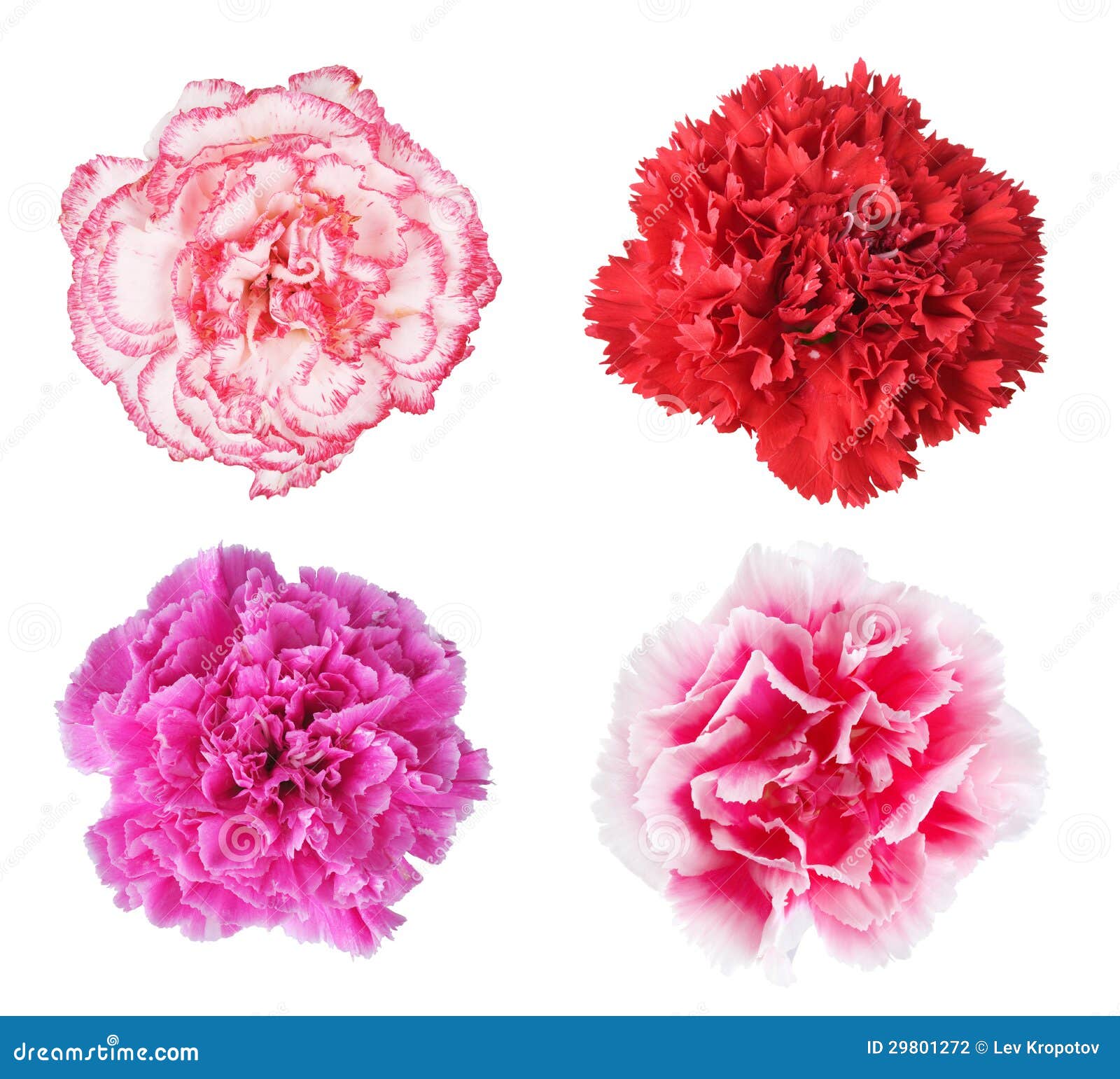 Carnation stock photo. Image of freshness, object, flora - 29801272