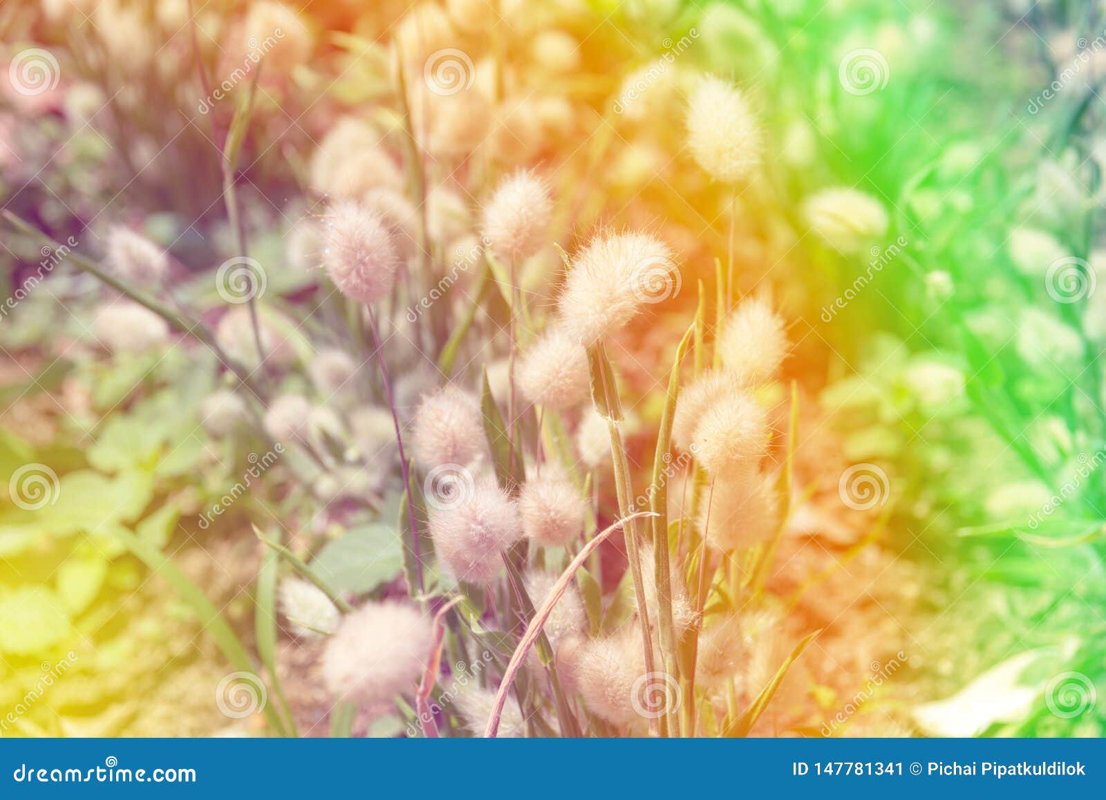 Beautiful Multicolored Flowers Background Stock Image - Image of ...