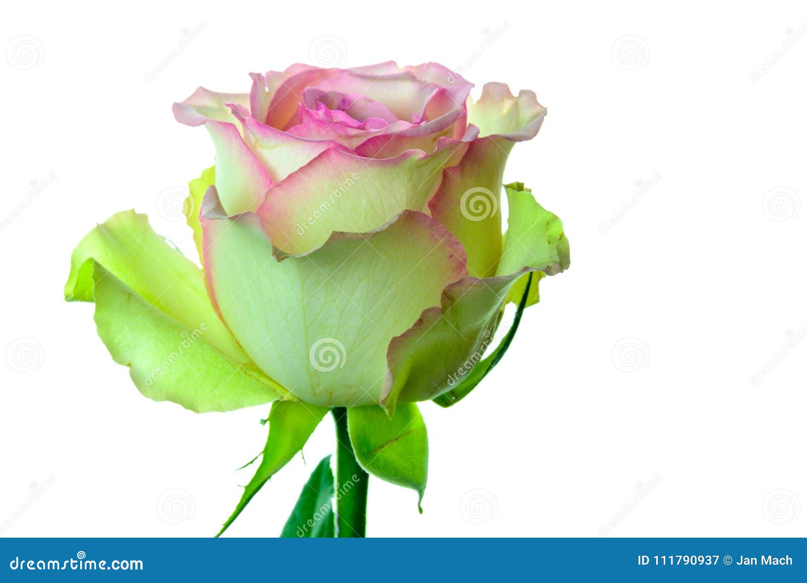 Beautiful Multicolored Ping and Yellow Rose Stock Image - Image of ...