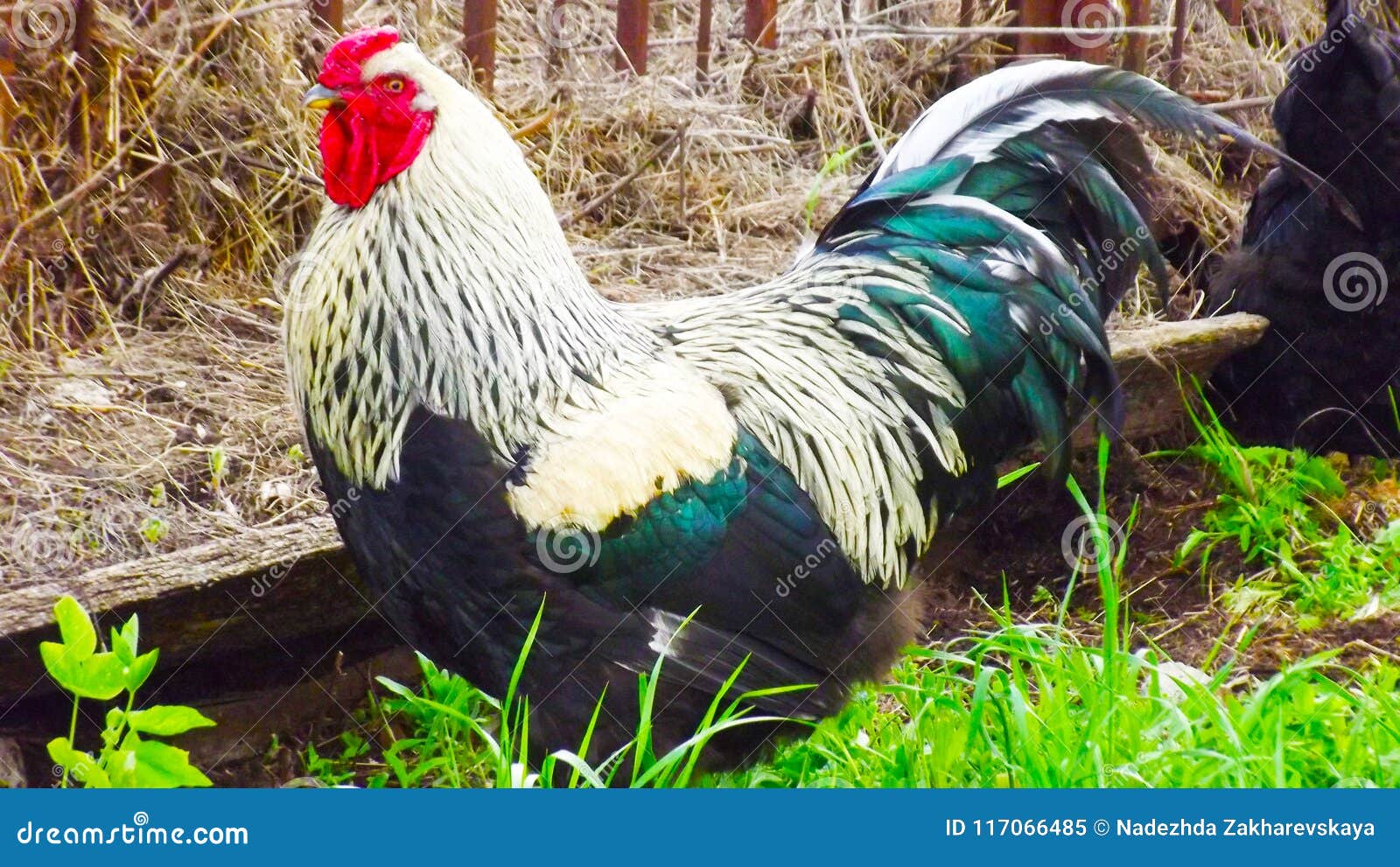 A Beautiful Multicolored Rooster. Stock Image - Image of male, rural ...