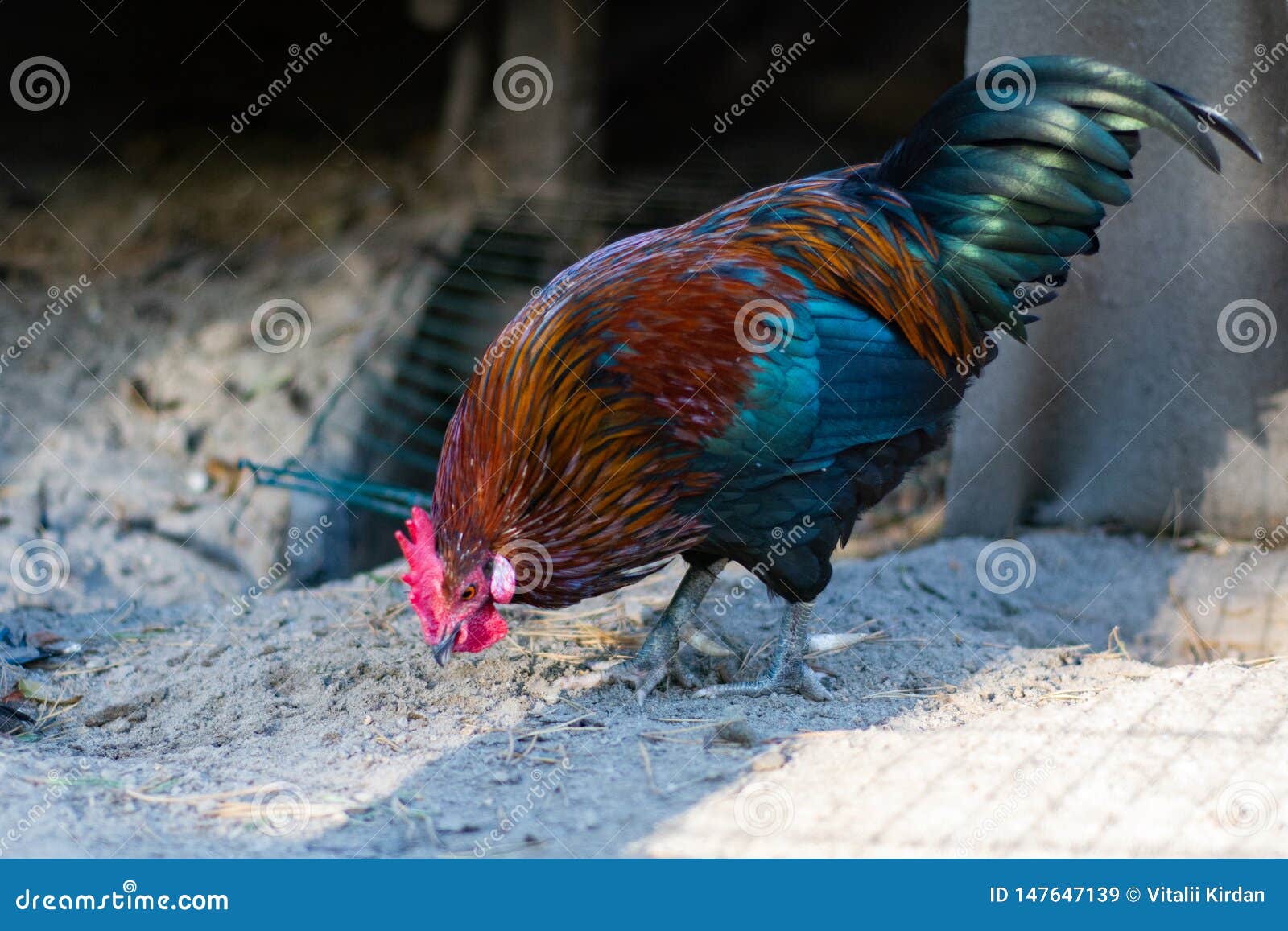 Beautiful Multicolored Rooster Walks Around the Farm. Stock Image ...