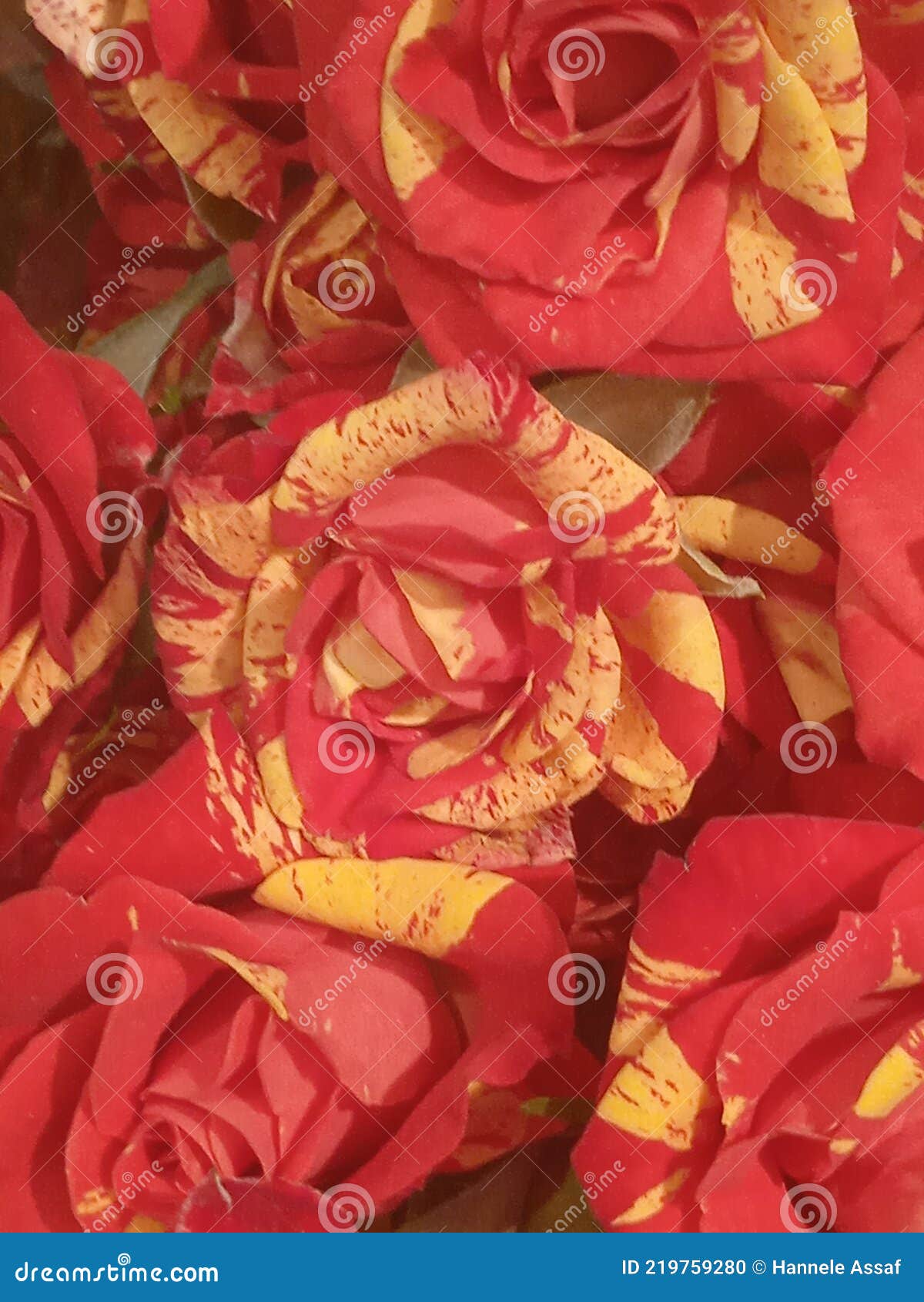 Beautiful Multicolour Bouget of Roses Stock Photo - Image of rose, leaf ...
