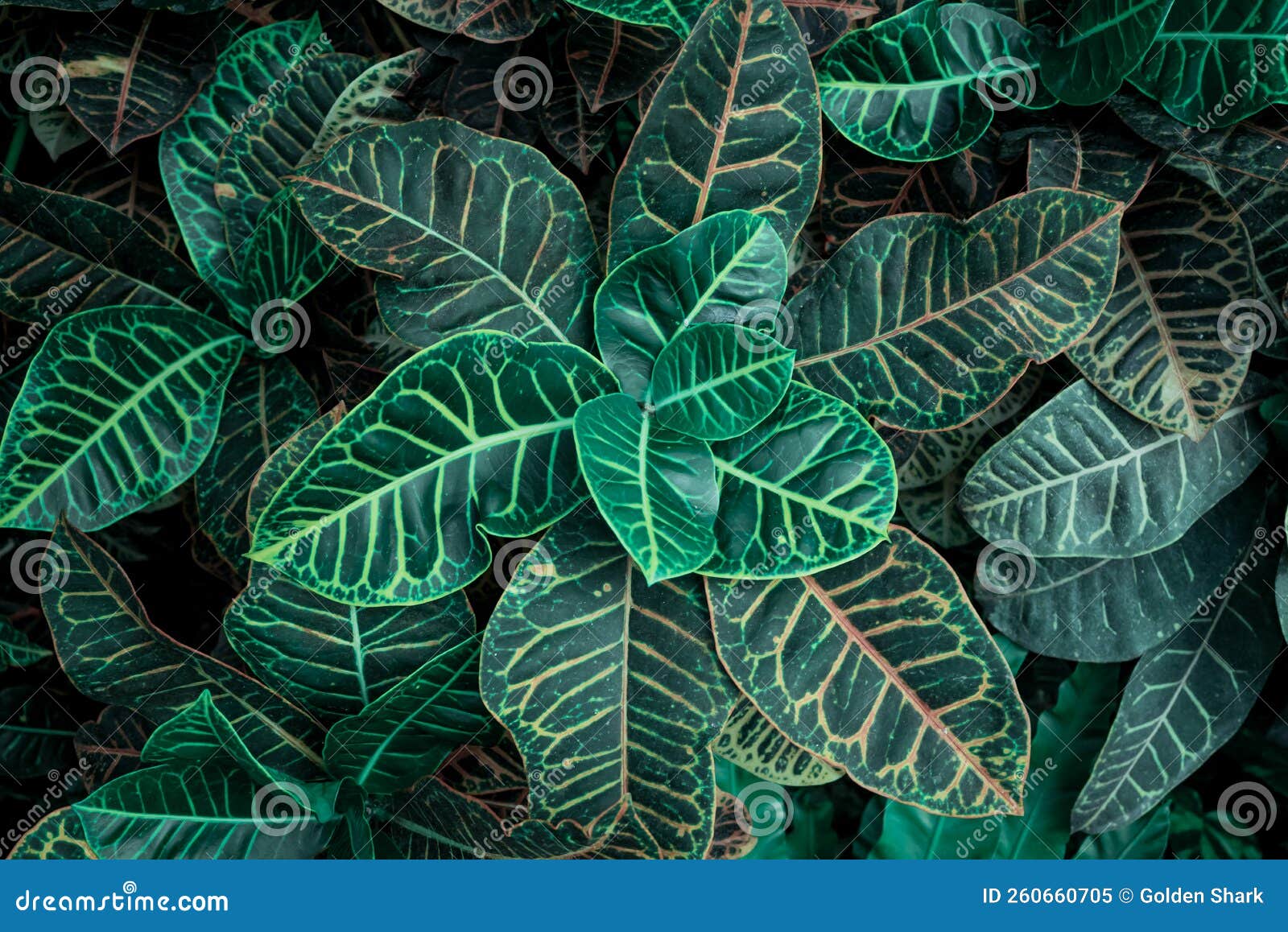 Beautiful Multicoloured Green Leaves Background Stock Image - Image of ...