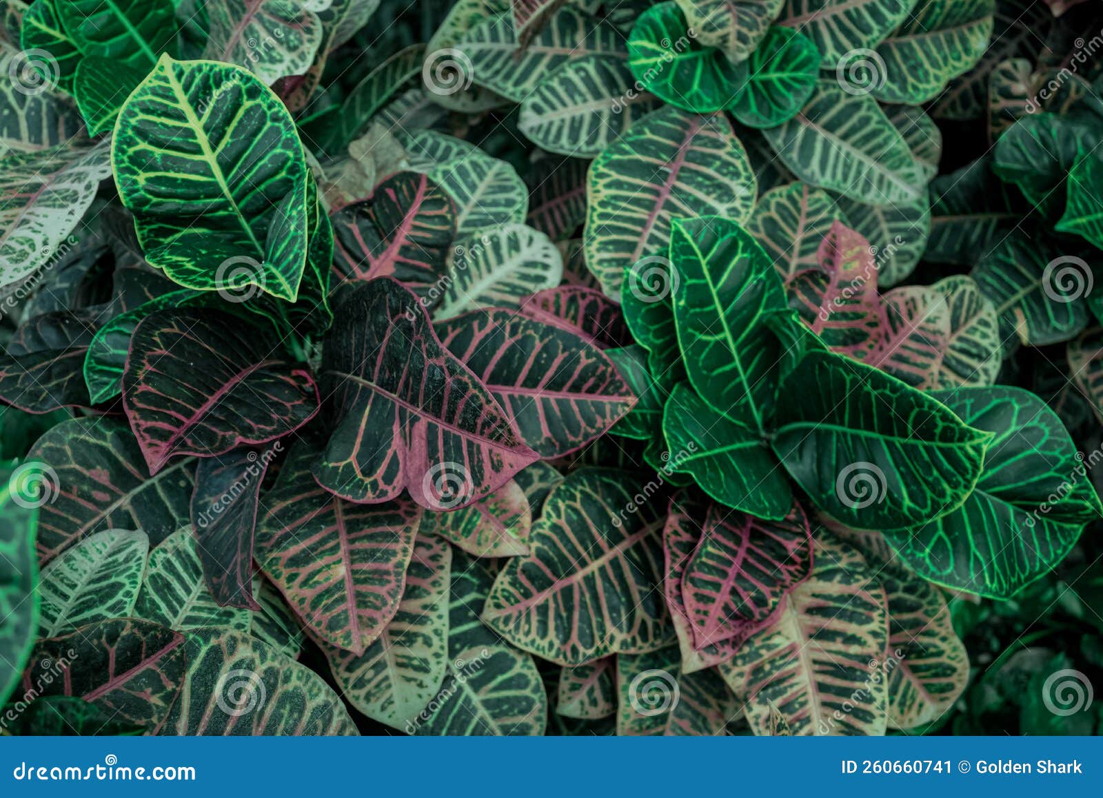 Beautiful Multicoloured Green Leaves Background Stock Image - Image of ...