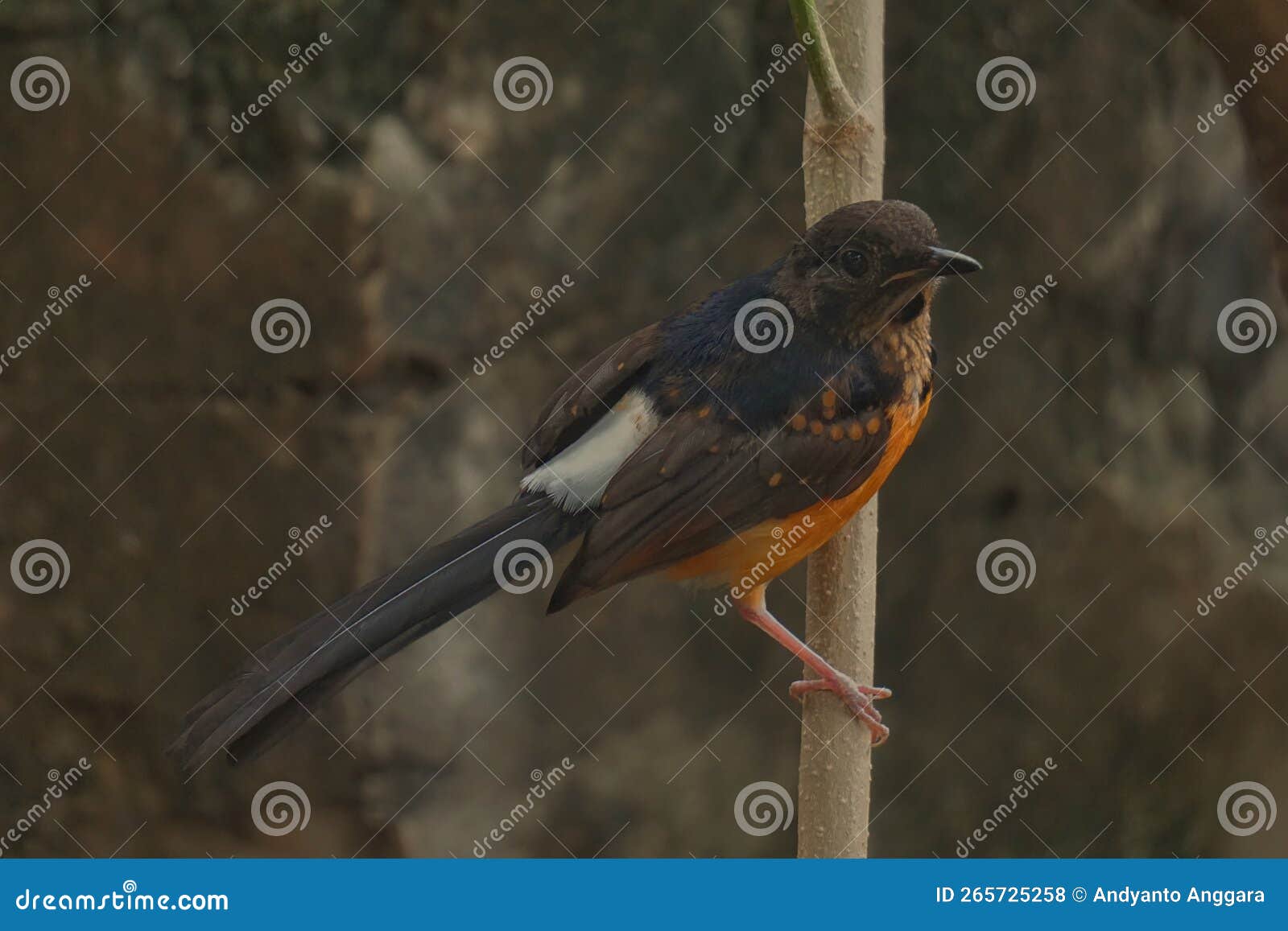 Beautiful Murai Batu stock photo. Image of nature, hummingbird - 265725258