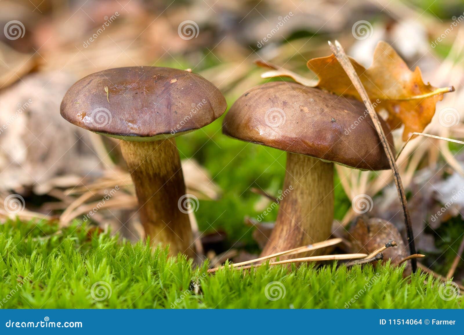 Beautiful mushroom stock photo. Image of mushroom, edible - 11514064