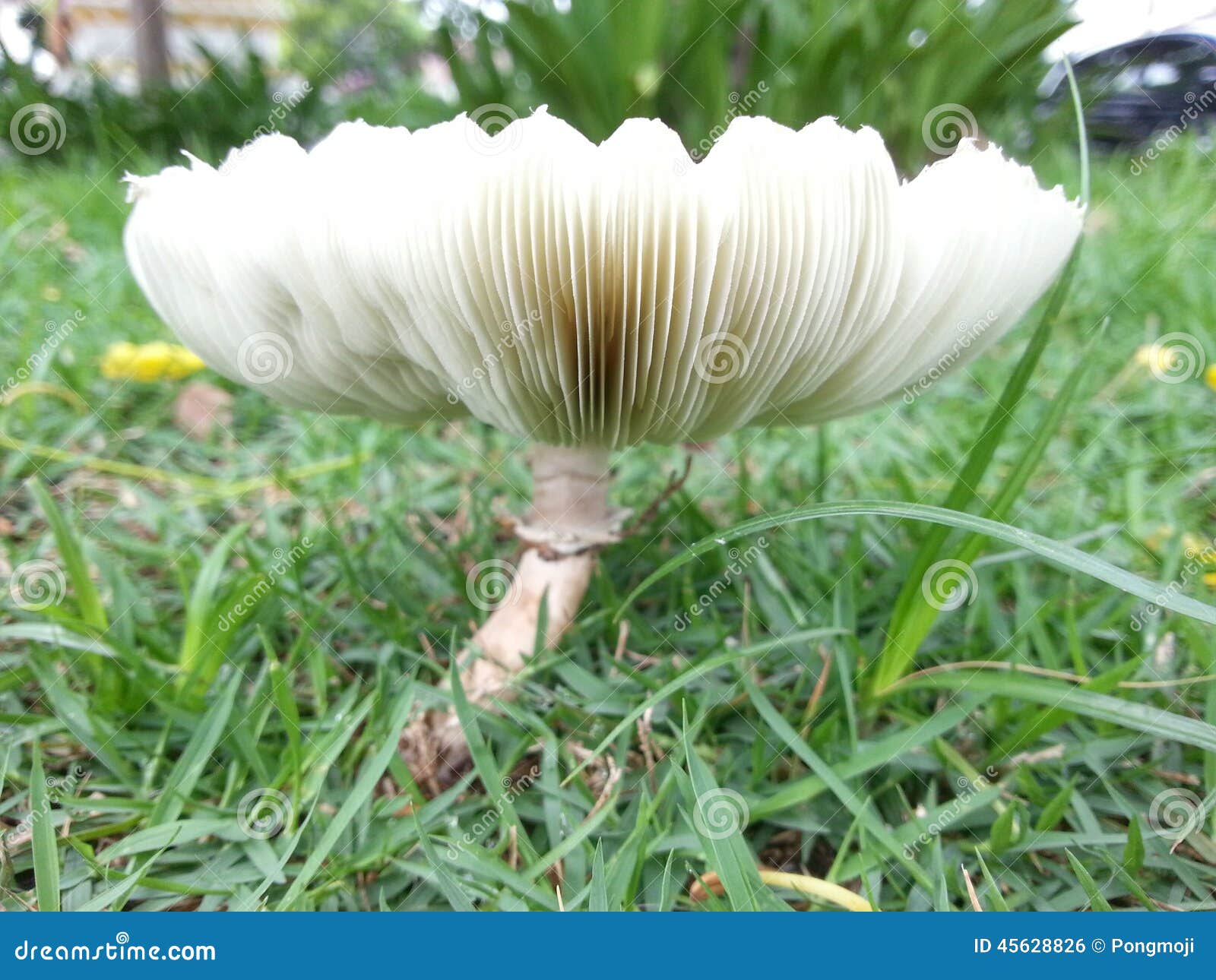 Beautiful Mushroom stock photo. Image of spore, naturally - 45628826