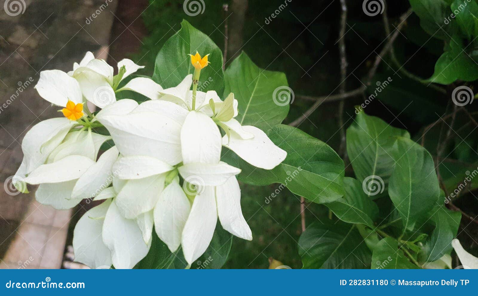 Beautiful Mussaenda Philippica Flower Stock Photo - Image of mussaenda ...
