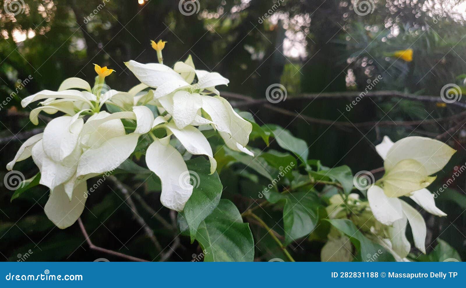 Beautiful Mussaenda Philippica Flower Stock Photo - Image of garden ...