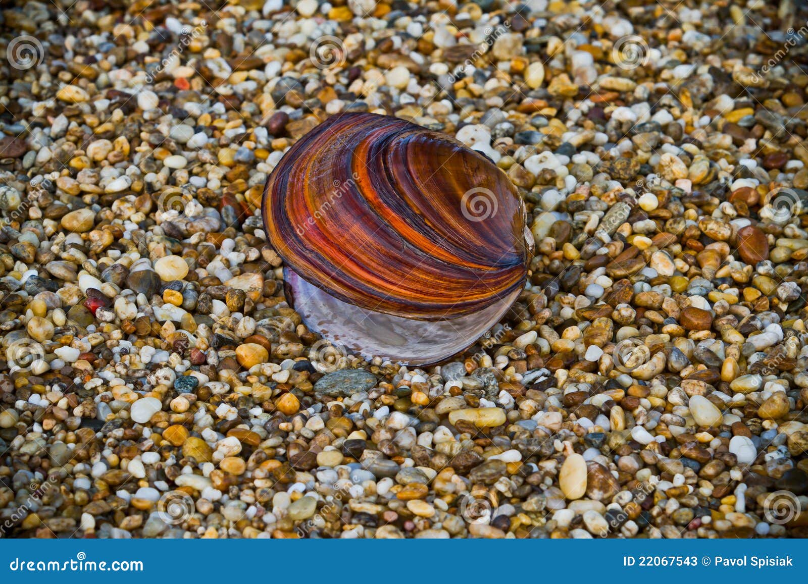 Beautiful mussel shell stock image. Image of beautiful - 22067543