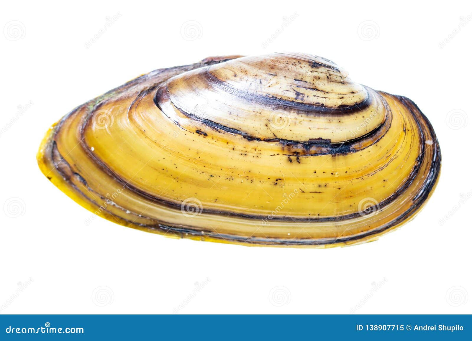 Mussel Shell Isolated on White Background Stock Image - Image of ...
