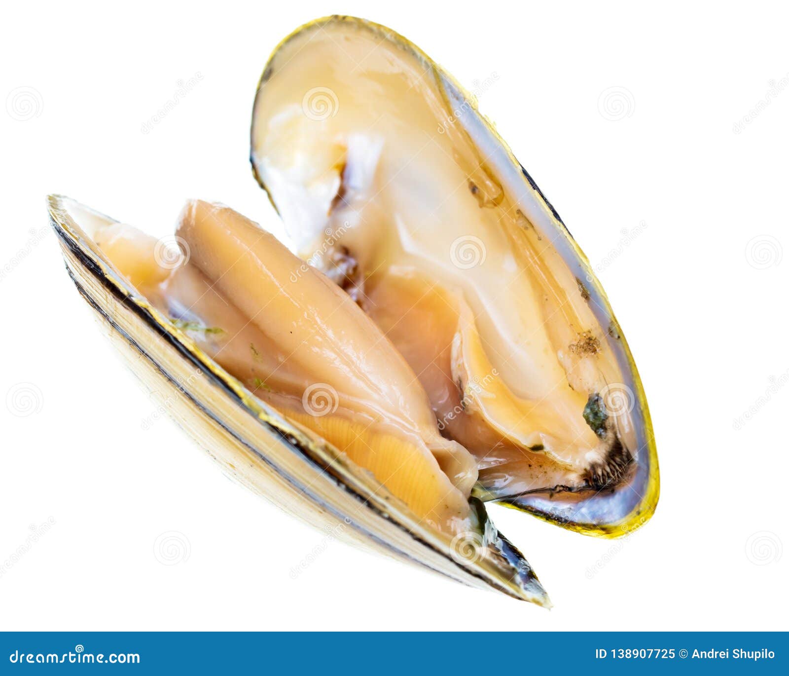 Mussel Shell Isolated on White Background Stock Image - Image of ...