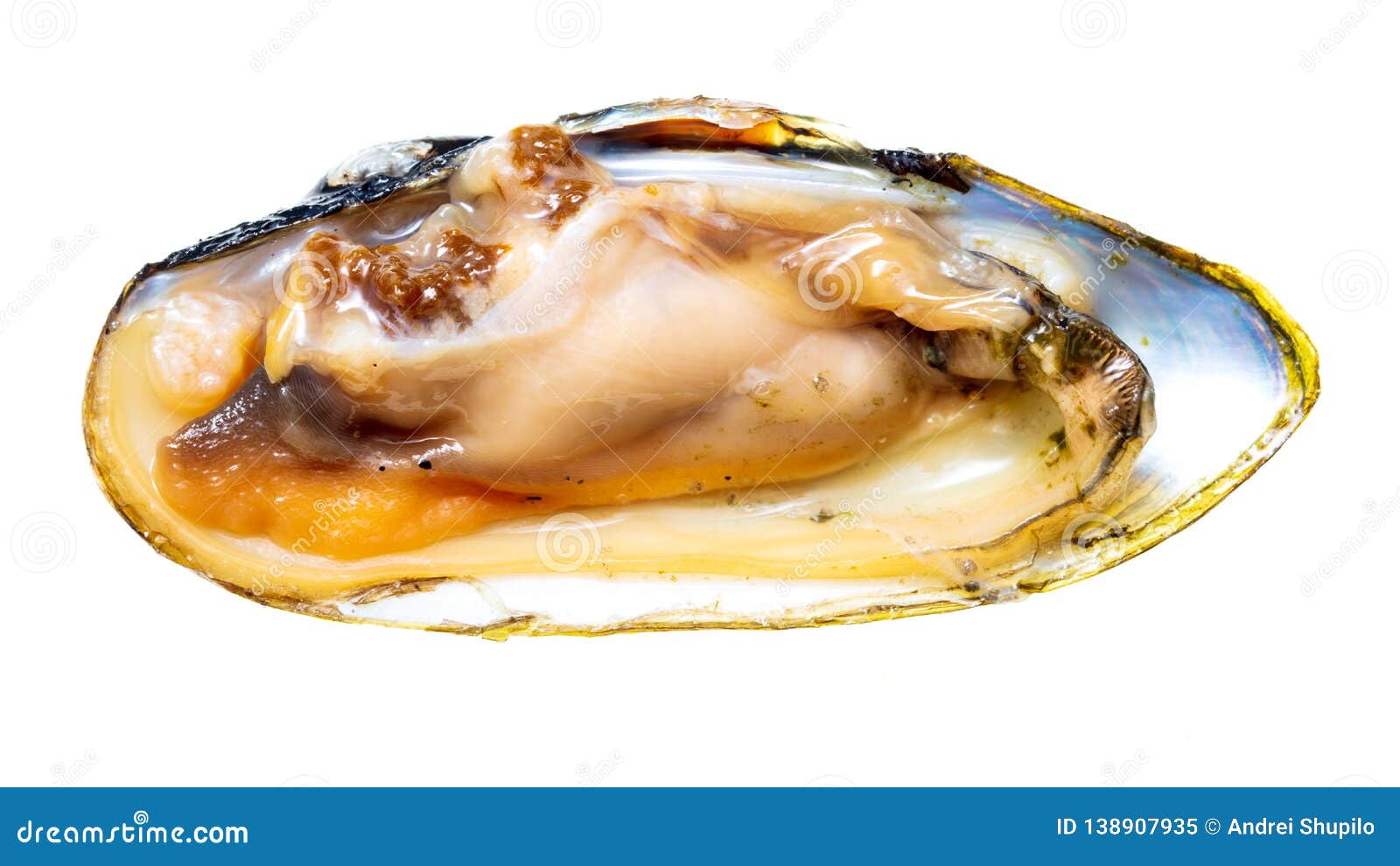 Mussel Shell Isolated on White Background Stock Image - Image of ...