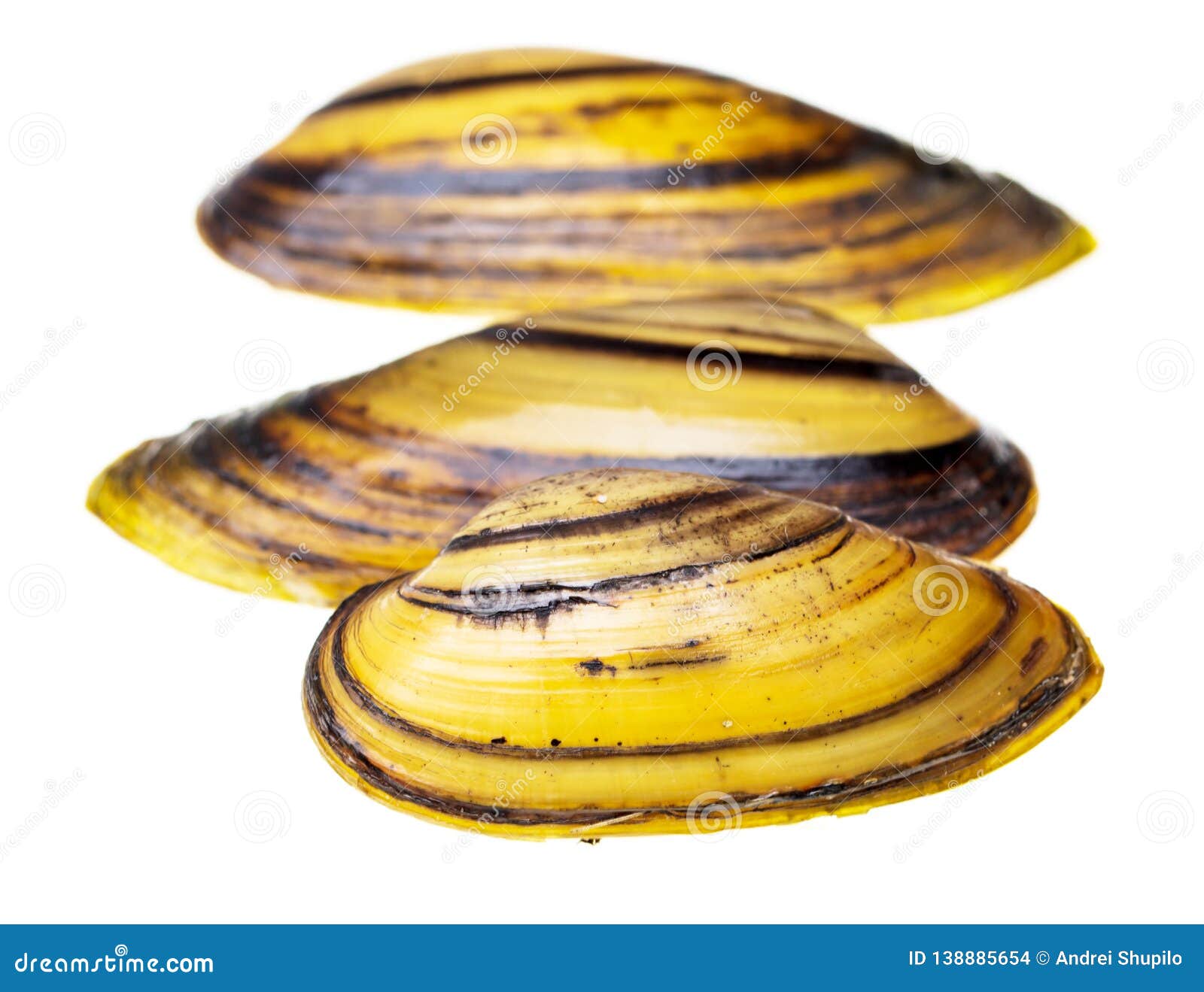 Mussel Shell Isolated on White Background Stock Photo - Image of ...