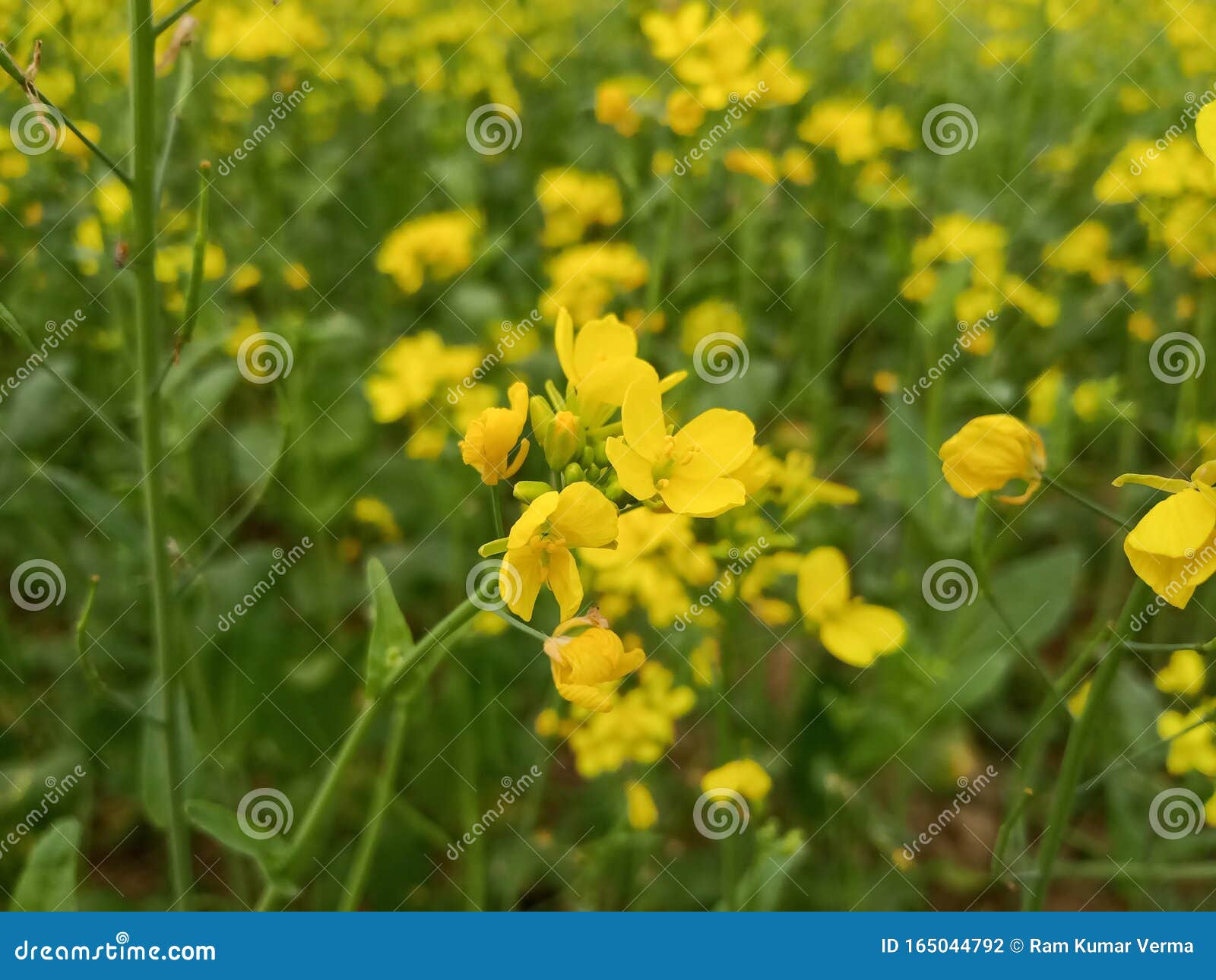 Beautiful Mustard Flower Field Image India Stock Photo - Image of field ...