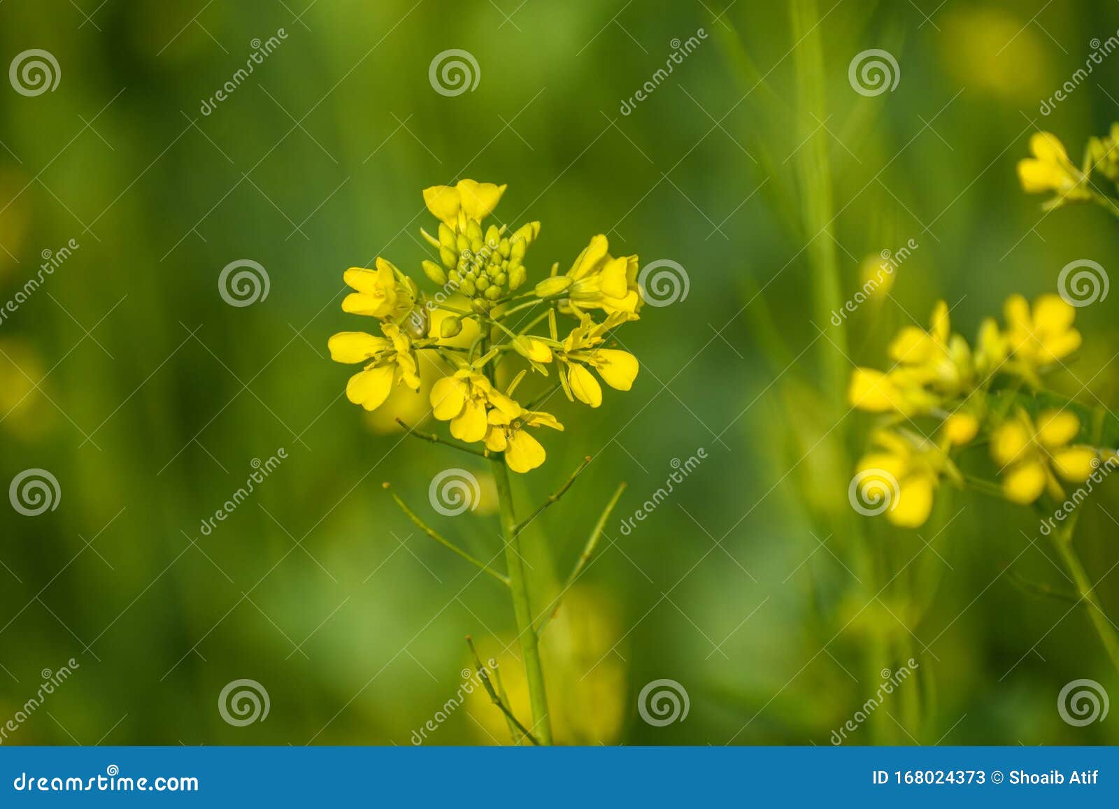 A Beautiful Mustard Flowers in Field Stock Image - Image of mustard ...