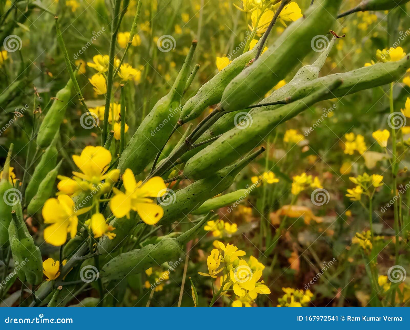 Beautiful Mustard Oil Grain Image India Stock Image - Image of india ...