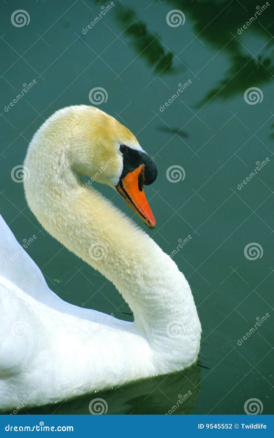 Beautiful Mute Swan stock photo. Image of feathers, swan - 9545552