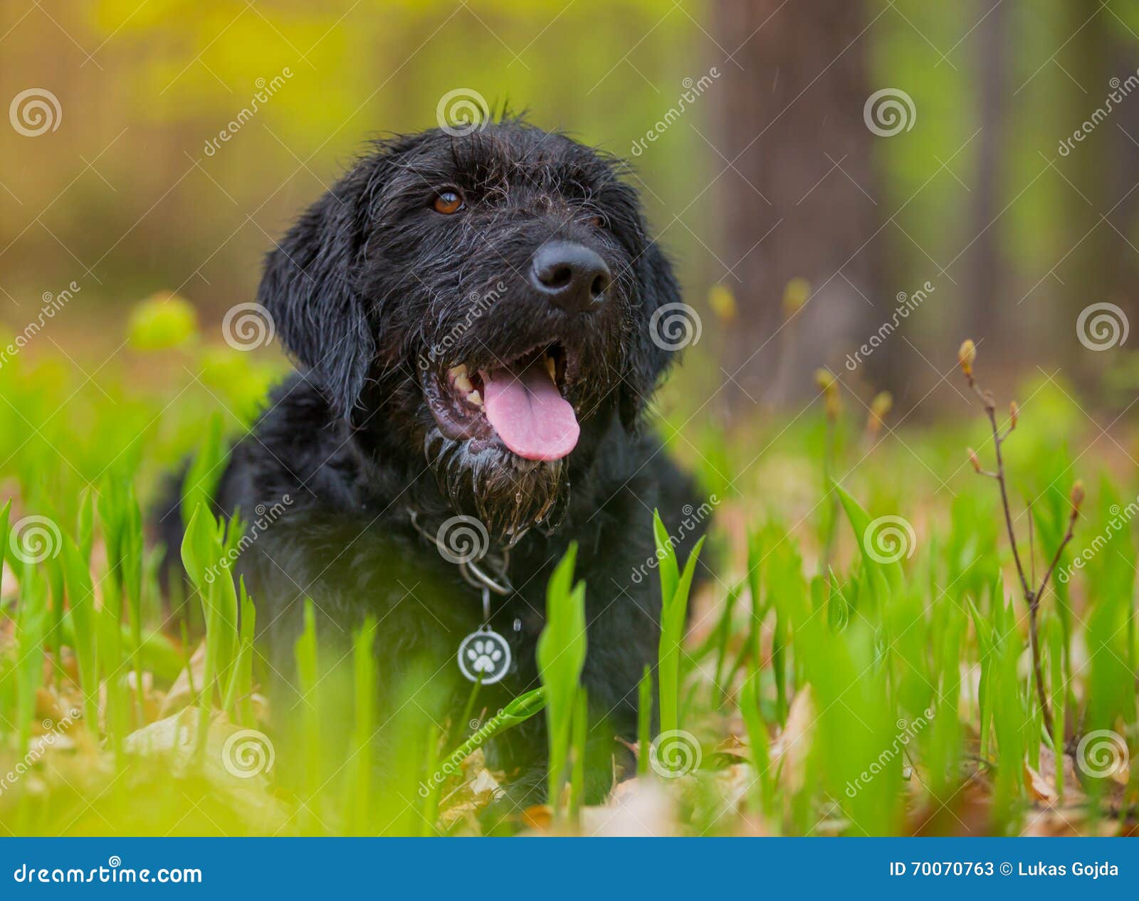 Beautiful Mutt Black Dog Amy in Forest Stock Image - Image of forest ...