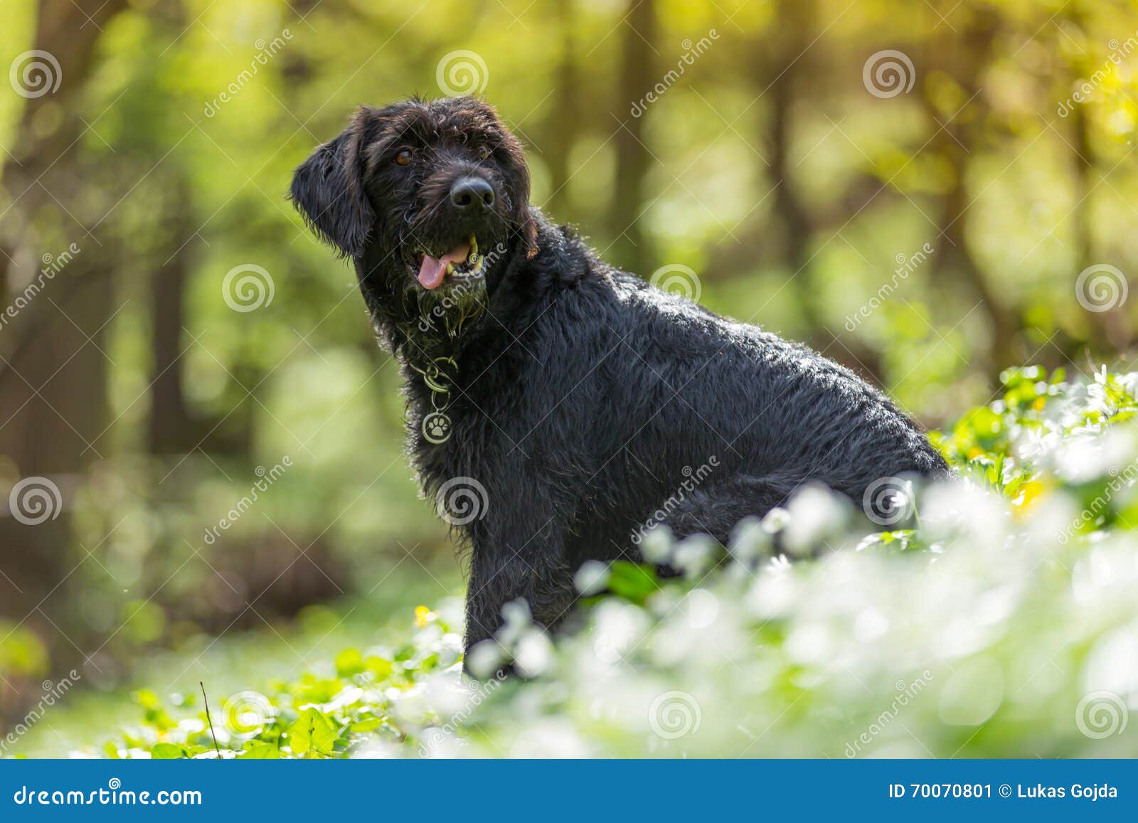 Beautiful Mutt Black Dog Amy in Forest Stock Image - Image of muscular ...