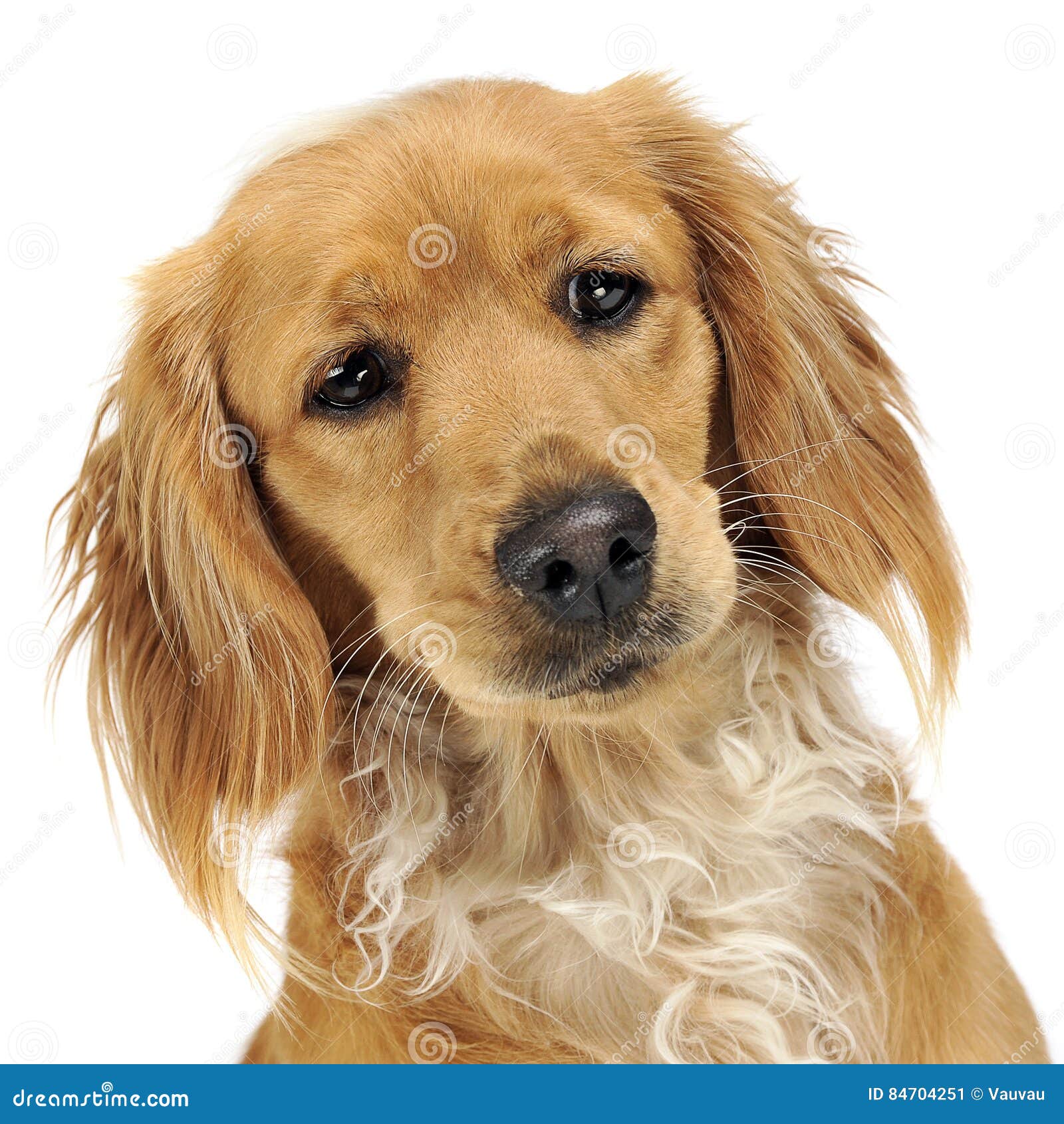 Beautiful Mutt Dog Portrait Studio Shoot in White Studio Stock Image ...