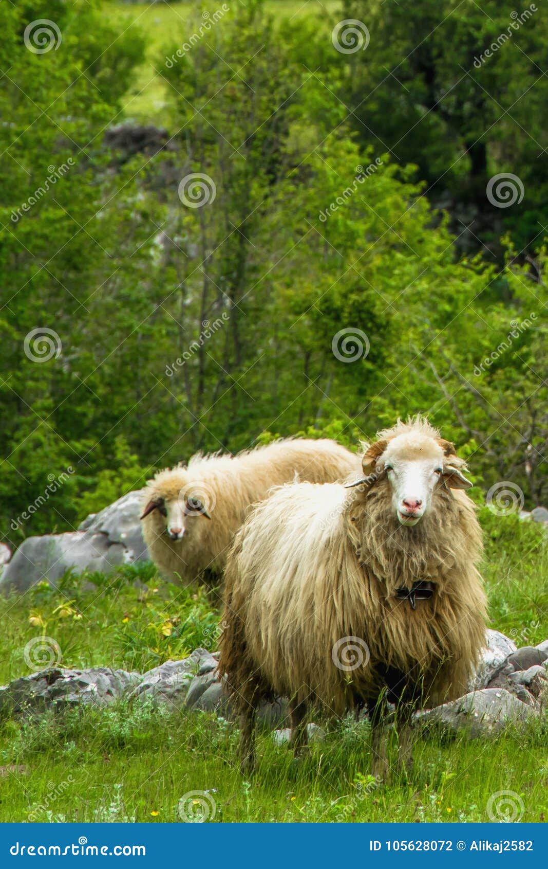 Beautiful Mutton Posing at the Camera Stock Photo - Image of cattle ...