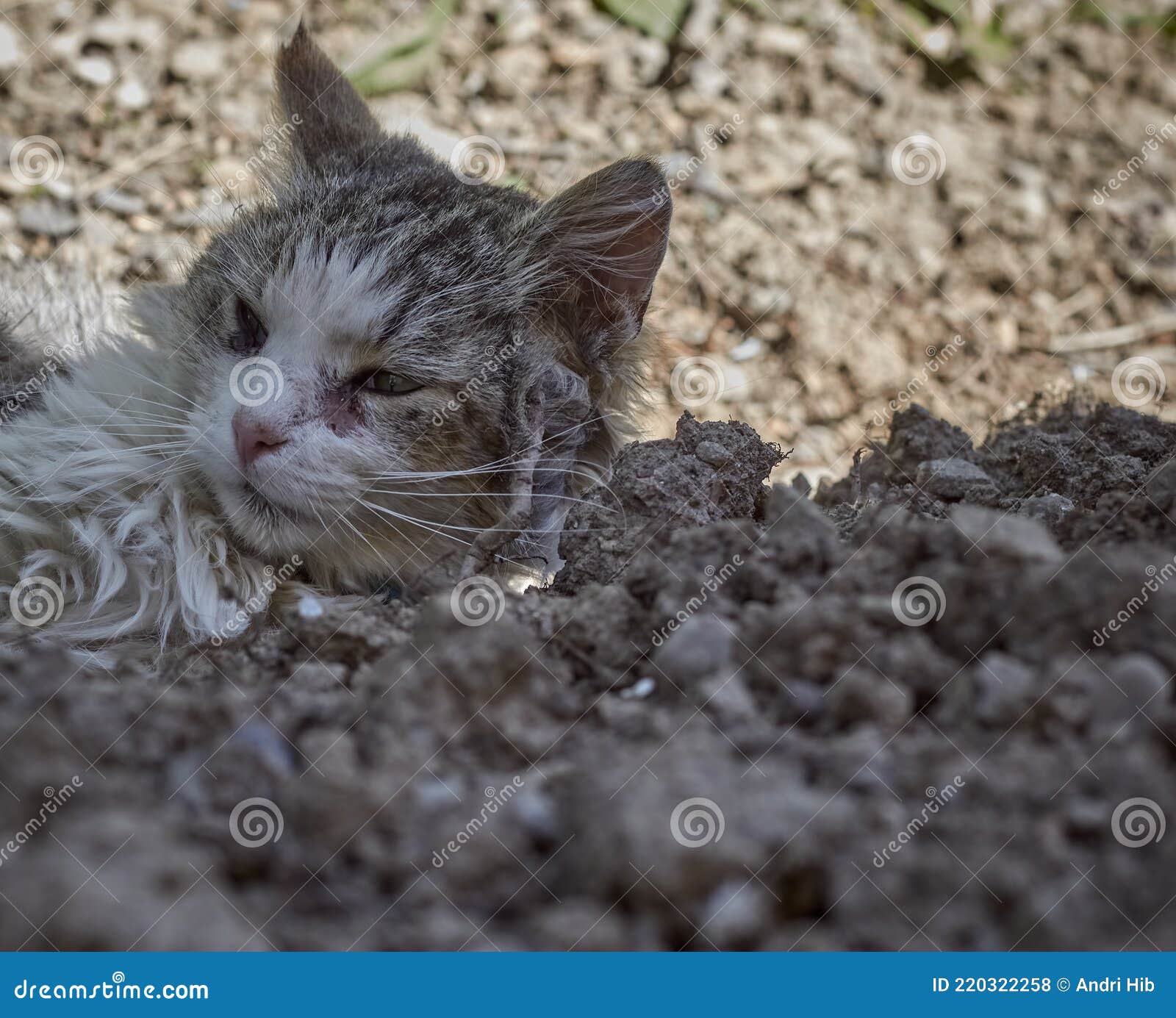 Beautiful Muzzle Of A Horse Stock Photo | CartoonDealer.com #96926910